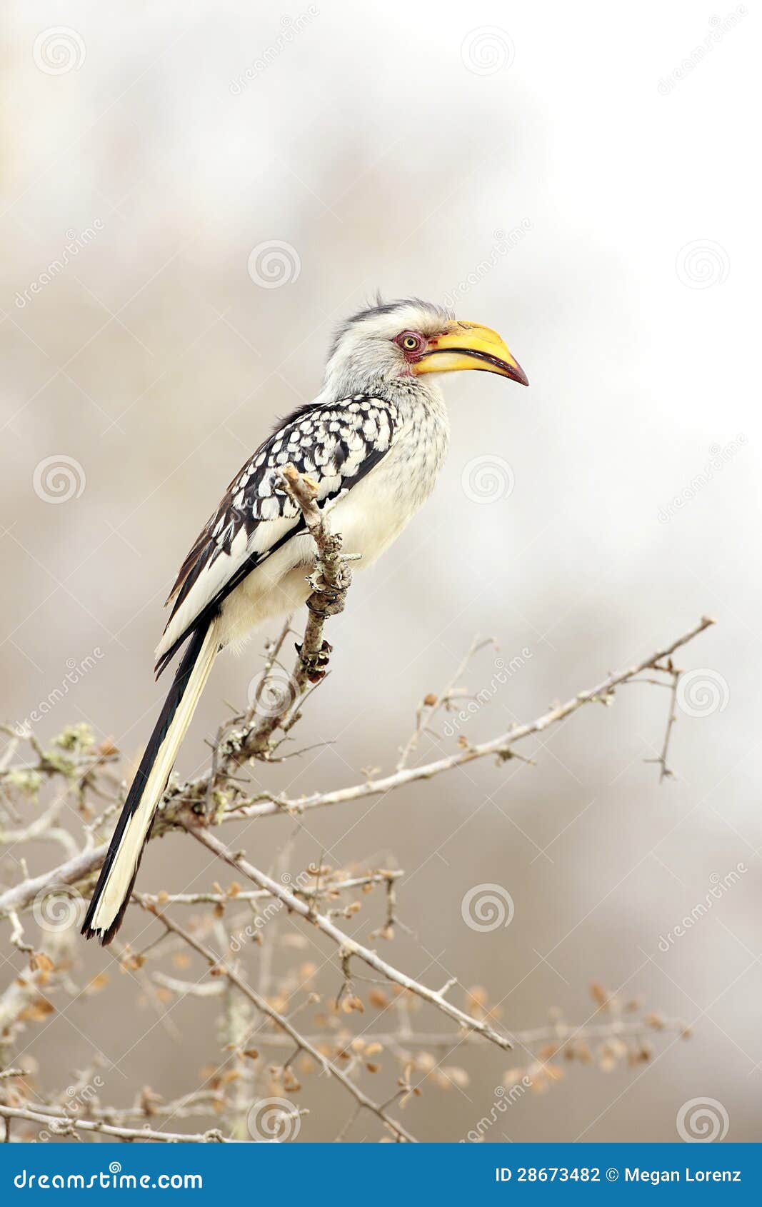 Banana Bird stock photo. Image of south, avian, national - 28673482