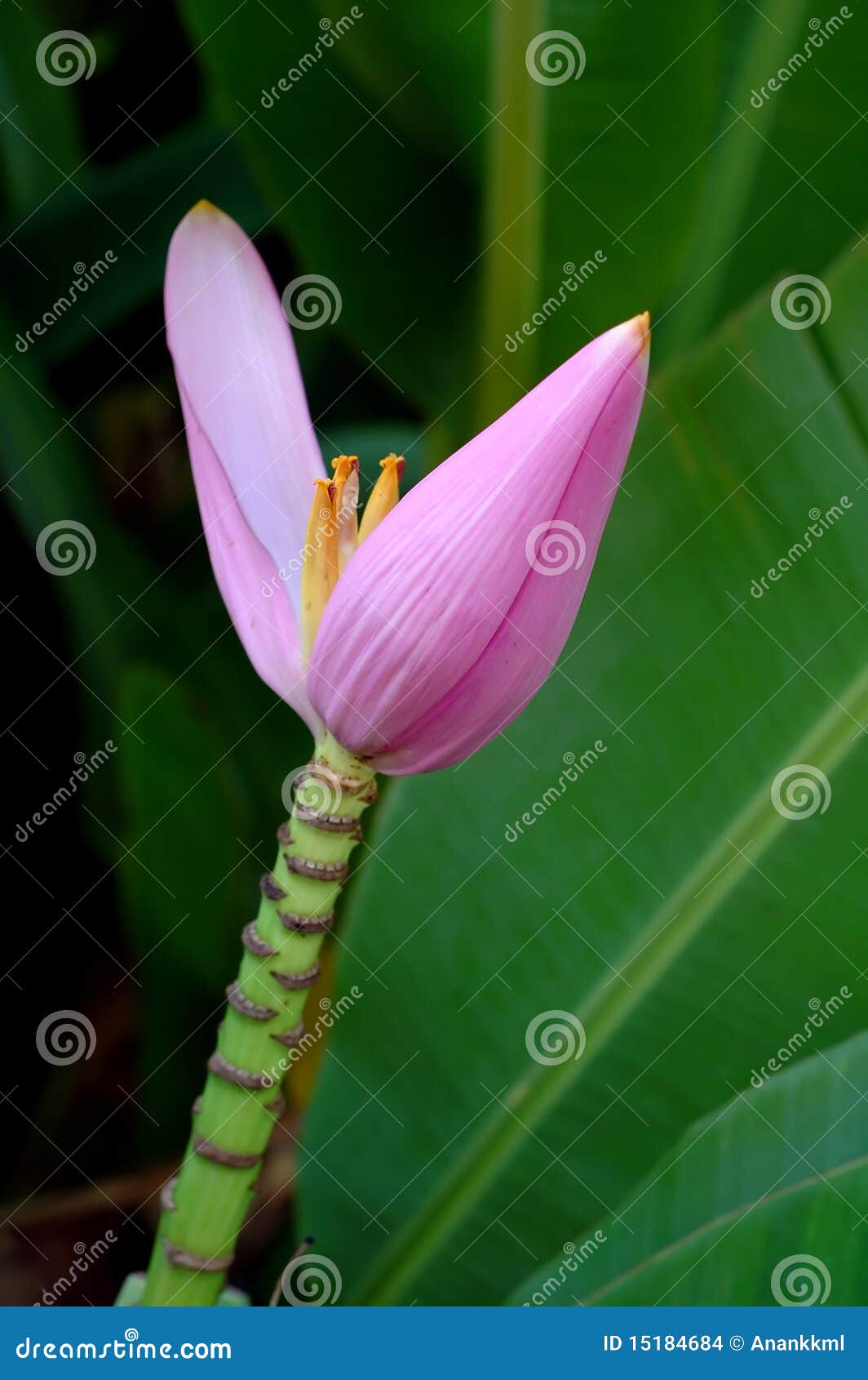 Banana blossom stock photo. Image of banana, environment - 15184684