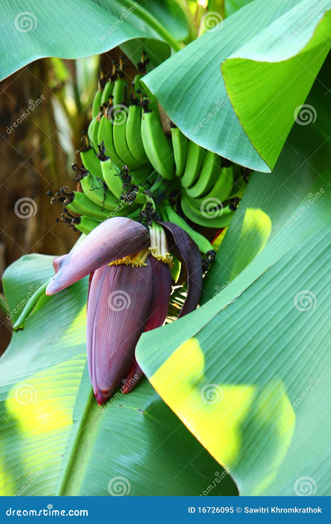 Banana blossom stock image. Image of nature, purple, edible - 16726095