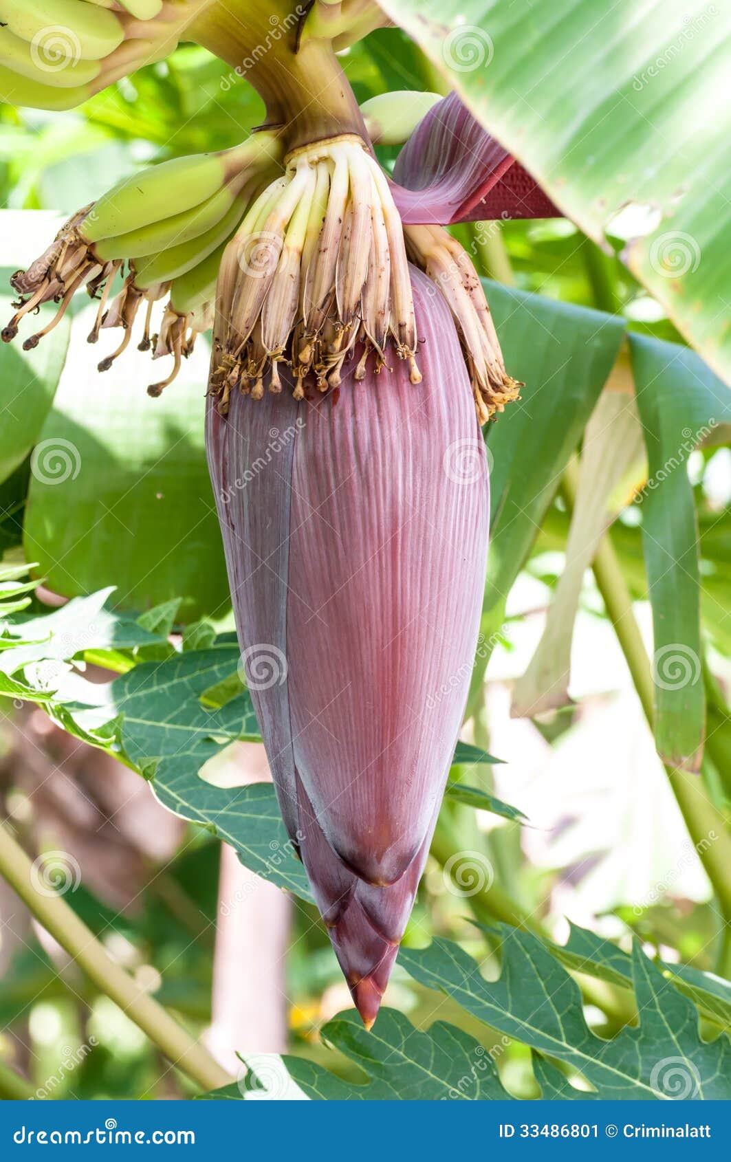 Banana blossom stock image. Image of tropical, edible - 33486801