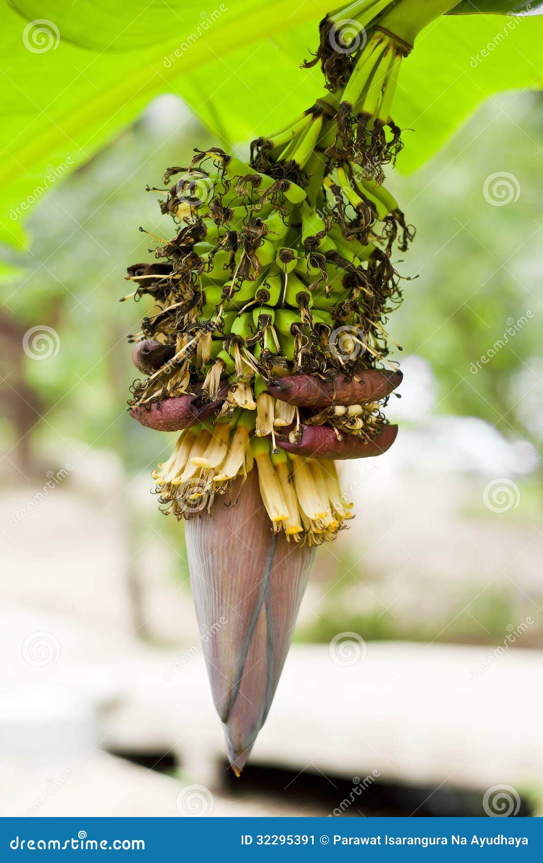Banana blossom. stock image. Image of agriculture, organic - 32295391