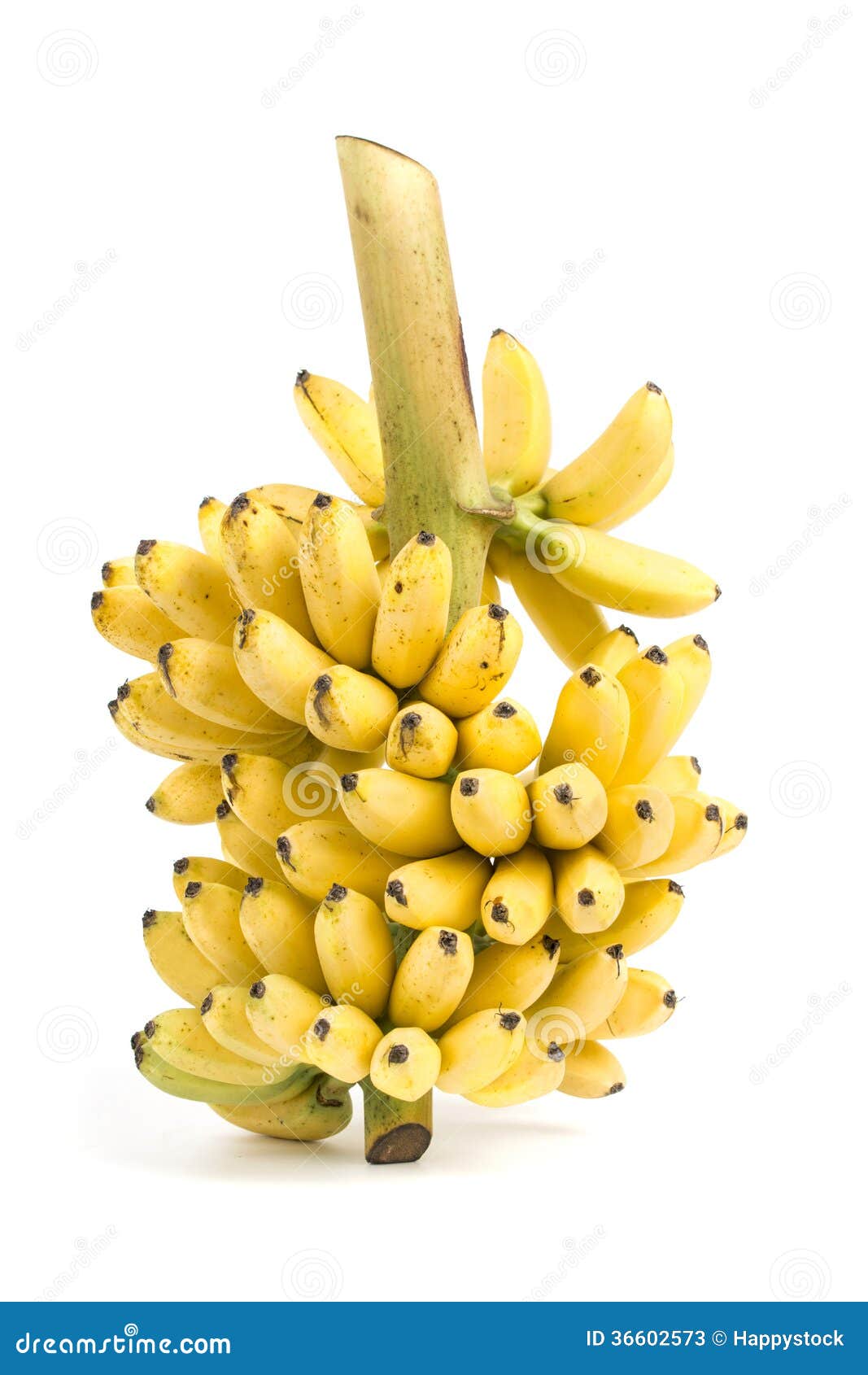 Banana bunch cluster stock image. Image of freshness - 36602573