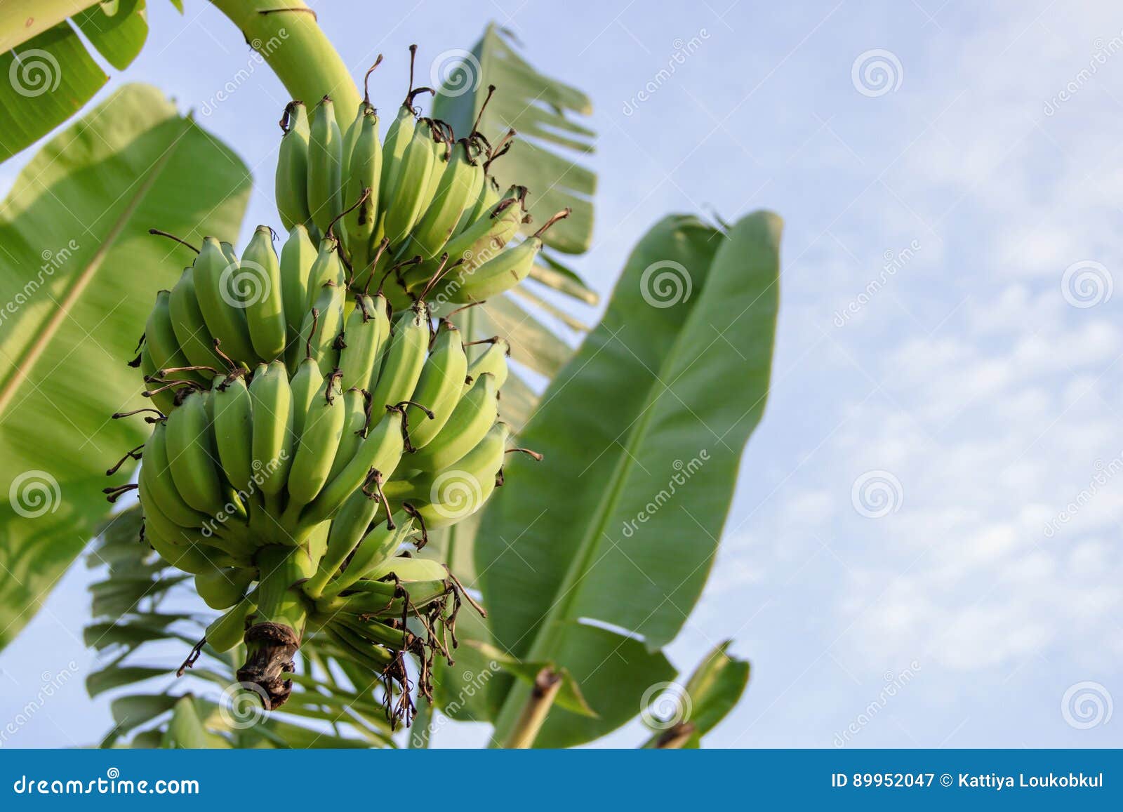 Banana Bunch Hanging on Banana Tree Stock Image - Image of organic ...