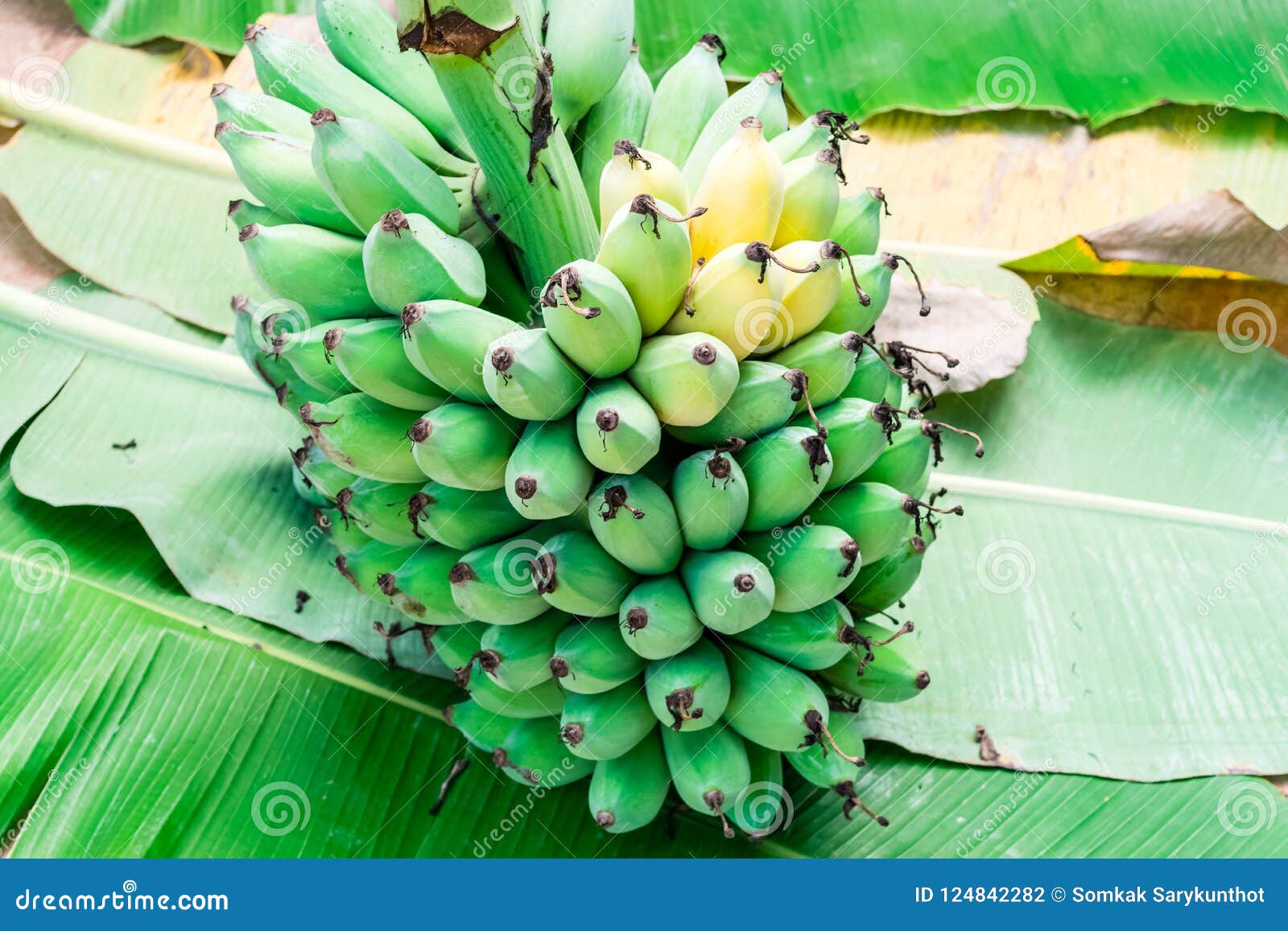 Banana bunch ripe stock photo. Image of dieting, outdoors - 124842282