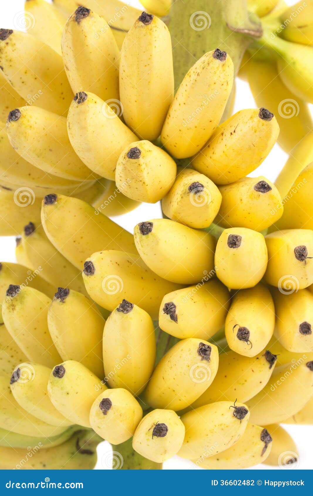 Banana bunch stock photo. Image of yellow, ingredient - 36602482