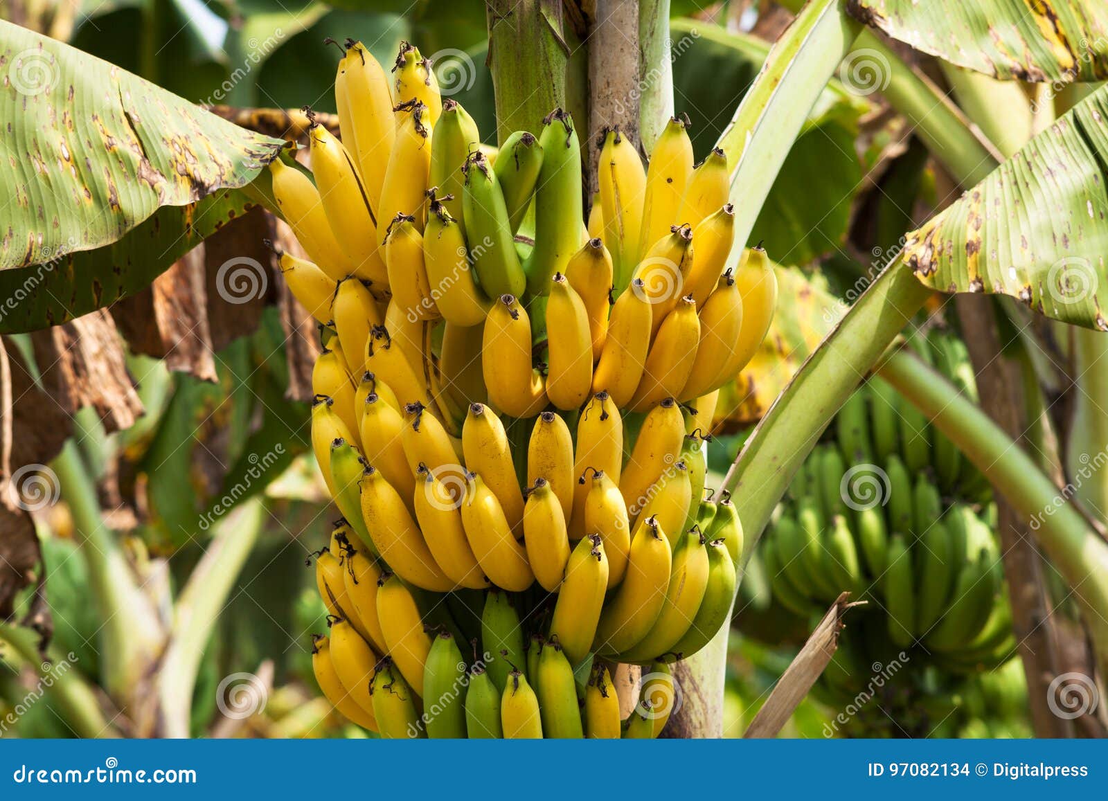 Banana Bunch on Tree stock photo. Image of agriculture - 97082134