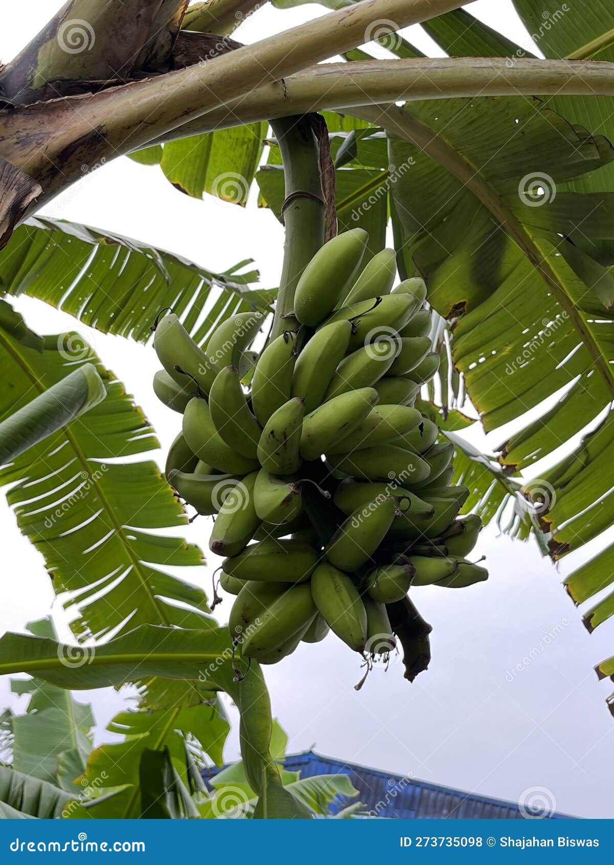 Banana Bunch on Banana Tree Stock Photo - Image of green, banana: 273735098