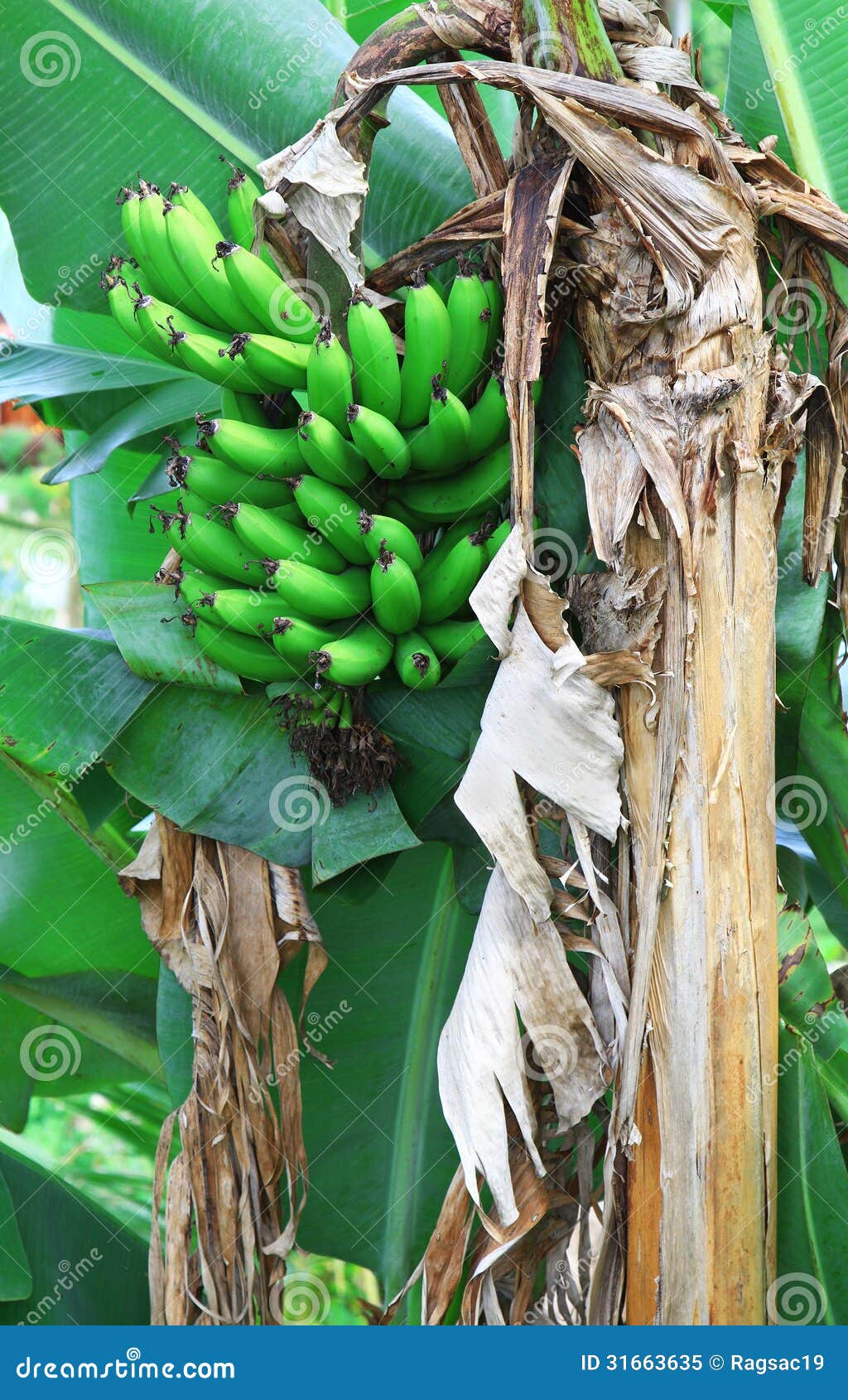 Banana bunch on tree stock image. Image of fresh, banana - 31663635