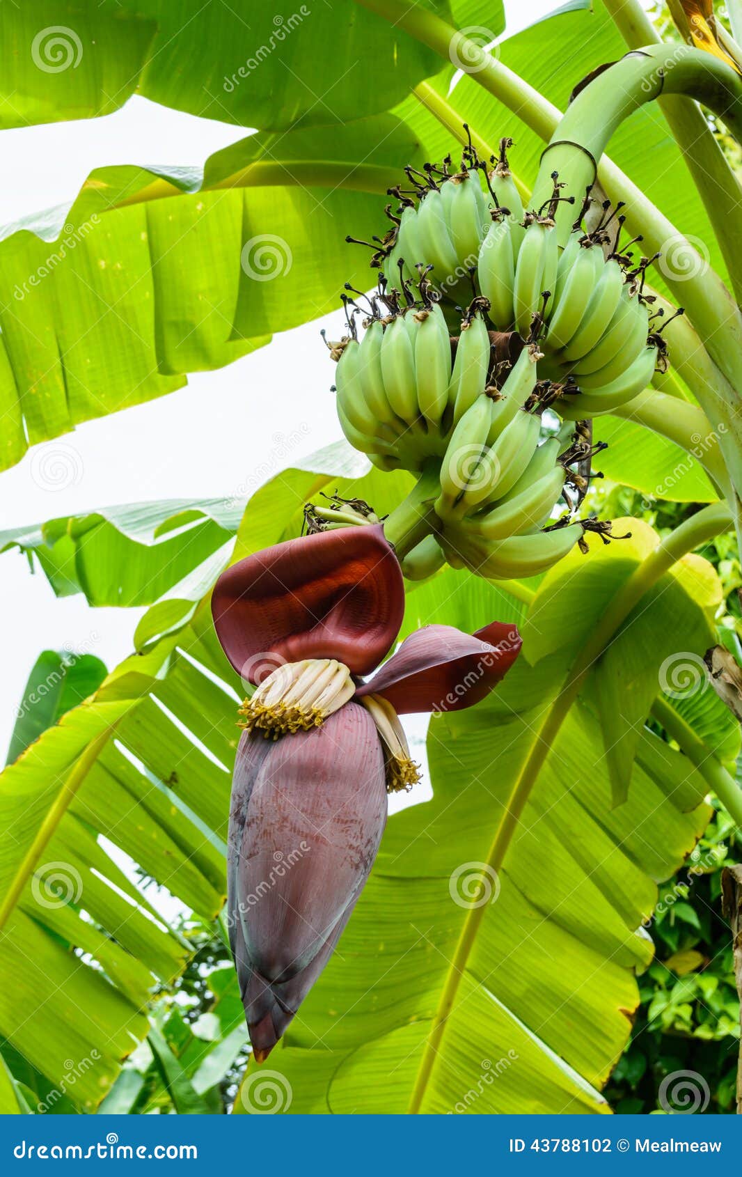 Banana Bunch on Tree in the Garden Stock Photo - Image of dieting ...