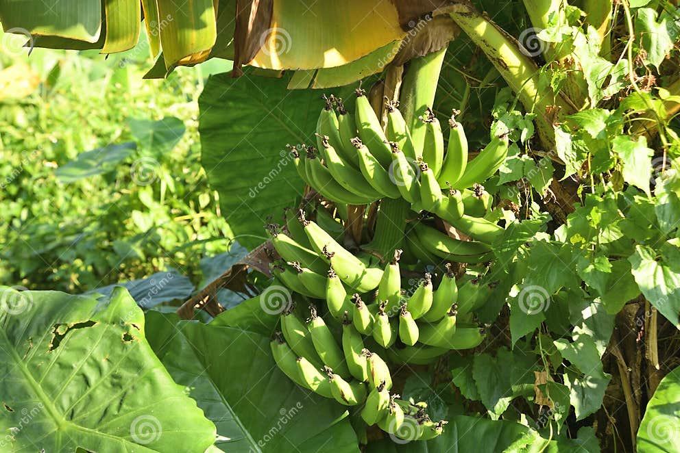 Banana Bundle Tree Under Sunlight Stock Image - Image of garden, grow ...