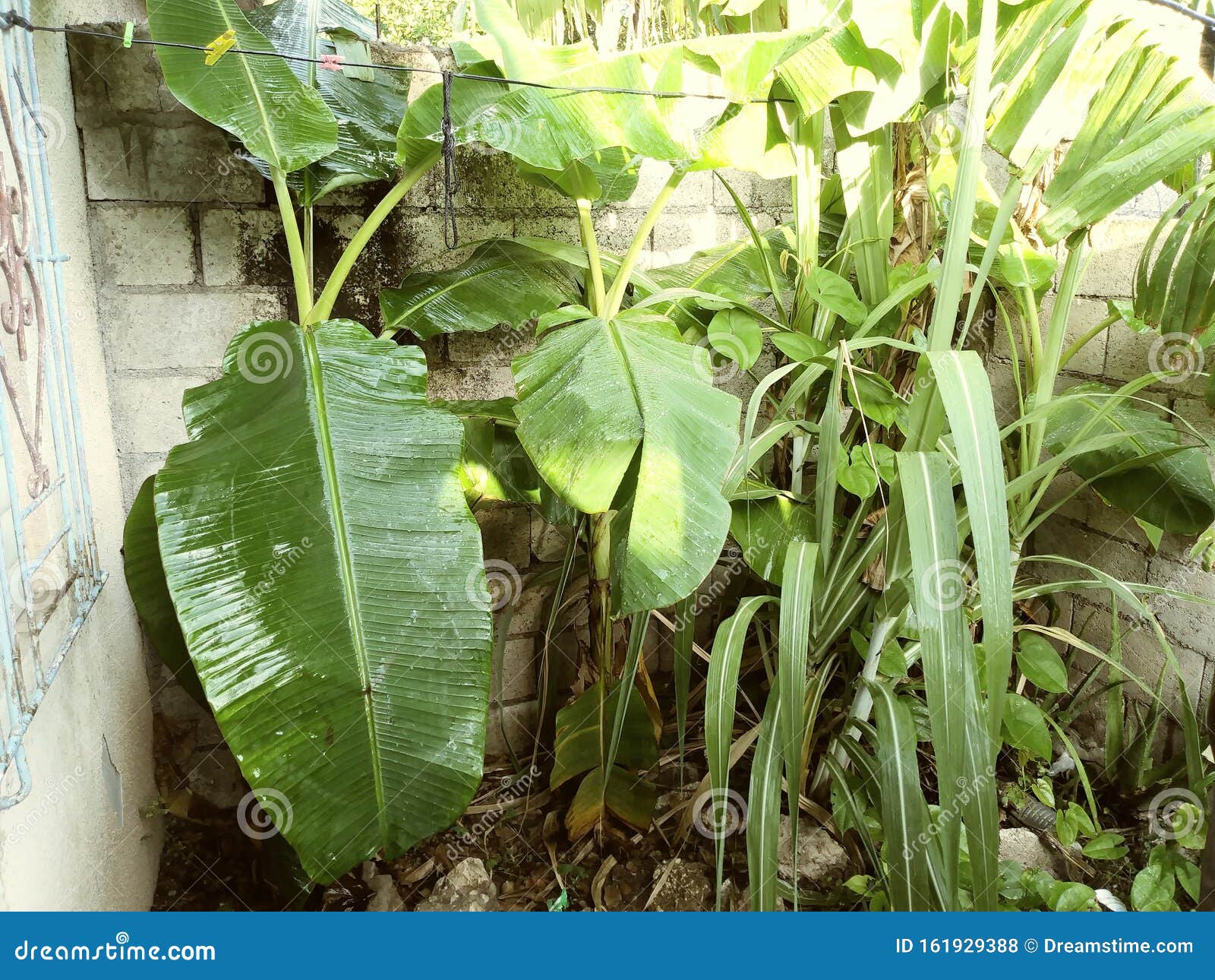 Banana & cane tree stock photo. Image of cane, tree - 161929388