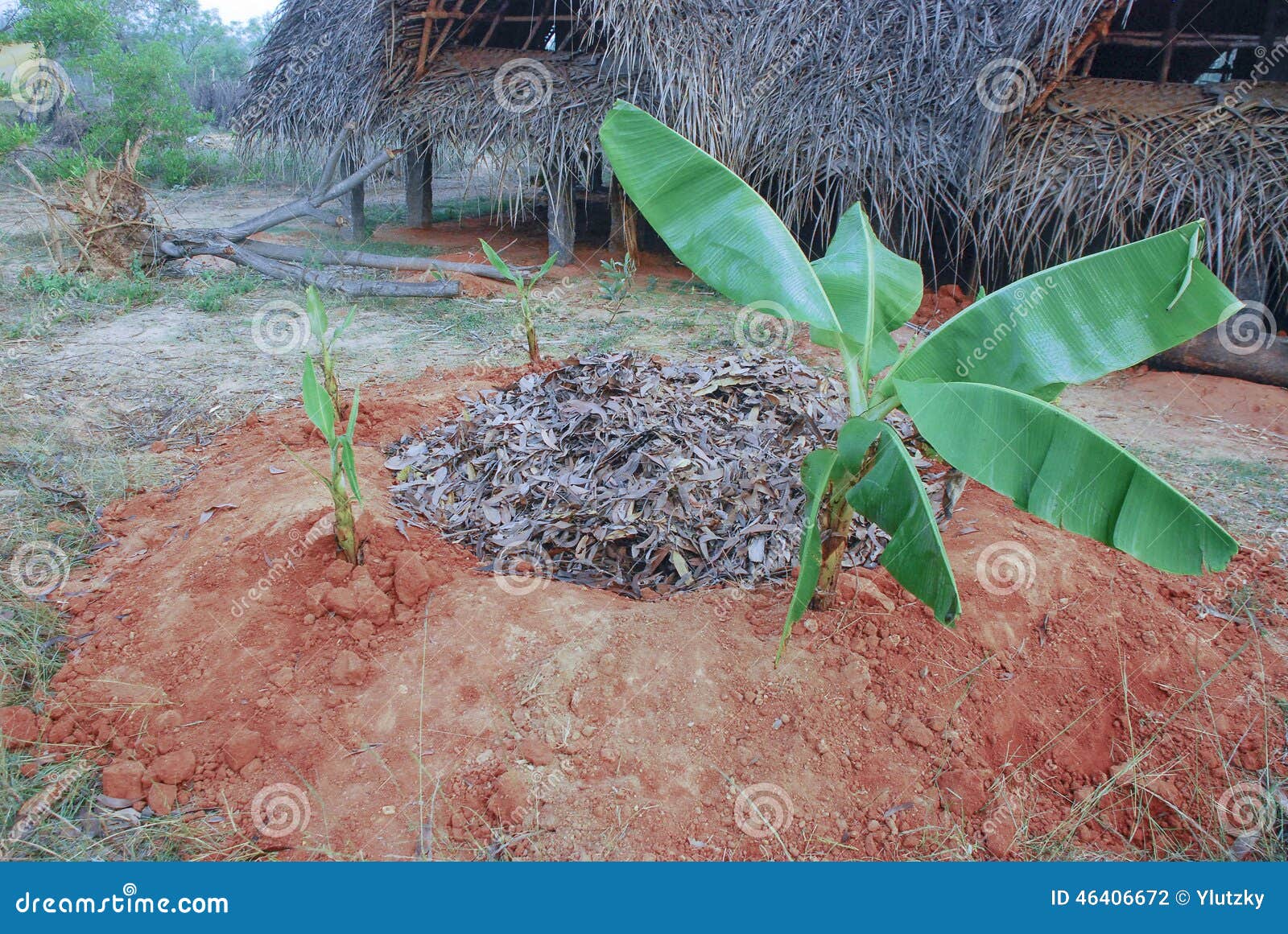 A banana circle/sponge stock photo. Image of sustainability - 46406672