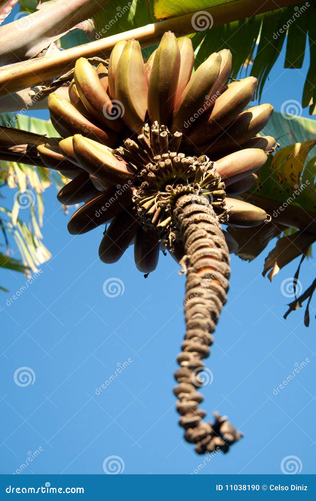 Banana Cluster stock photo. Image of plant, organic, firm - 11038190