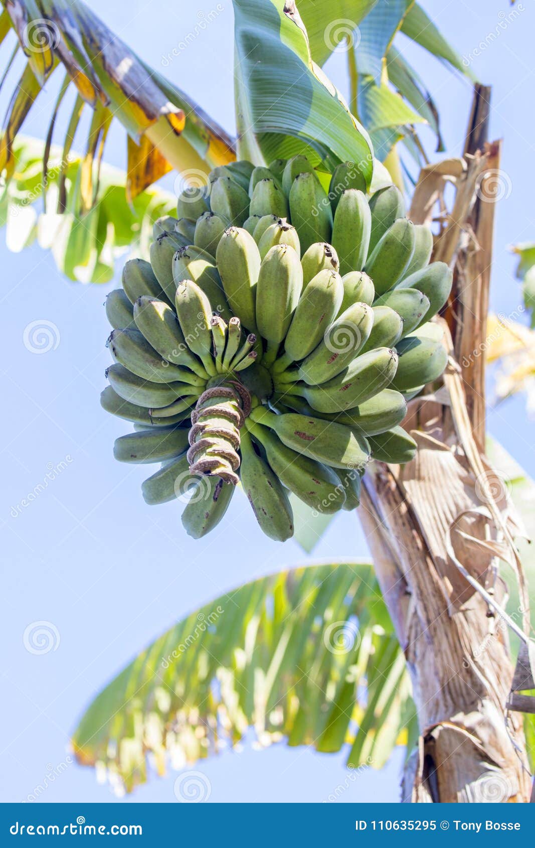 Banana Cluster stock image. Image of bunch, nature, growth - 110635295