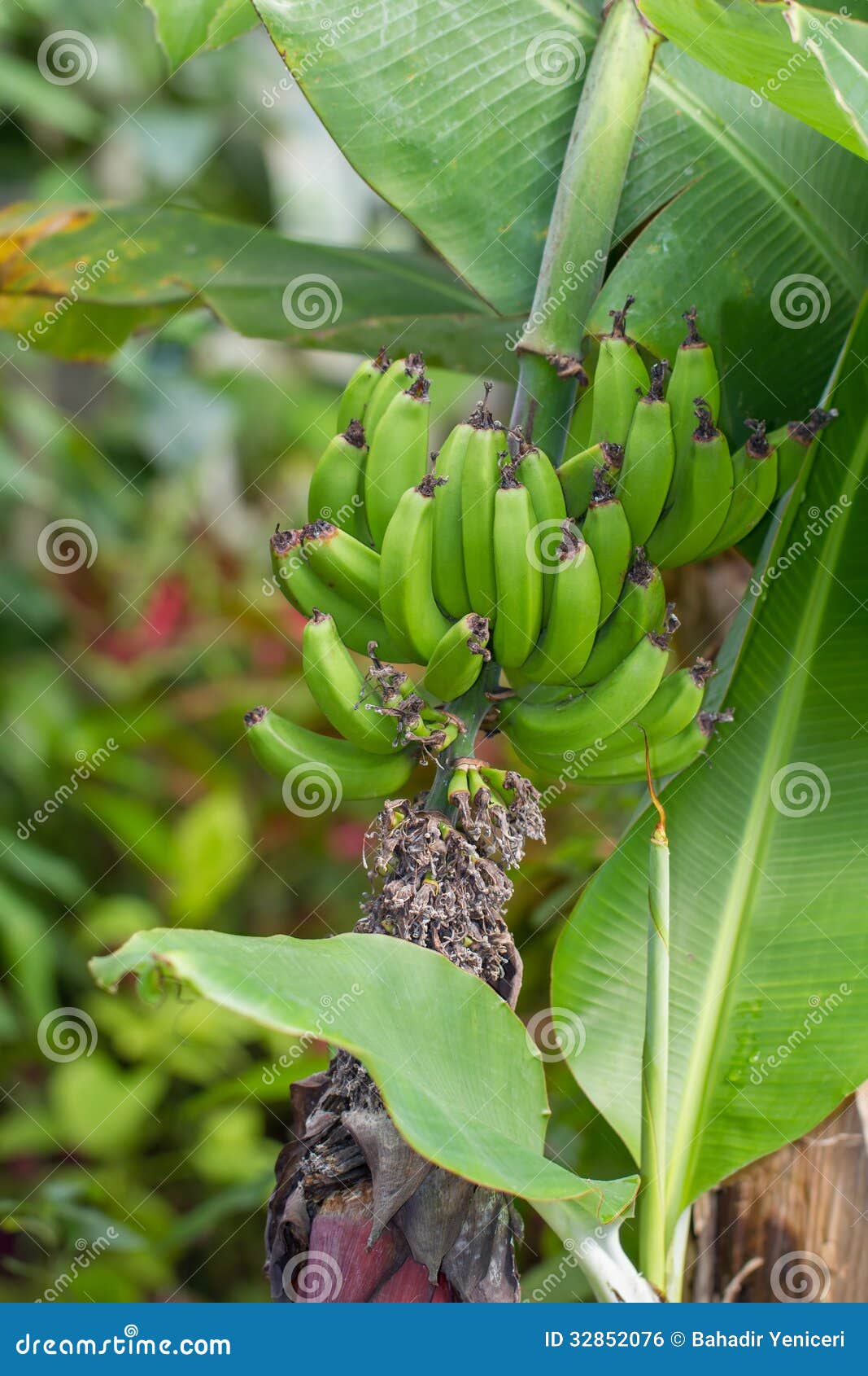 Banana Crop stock photo. Image of rural, plantation, rain - 32852076