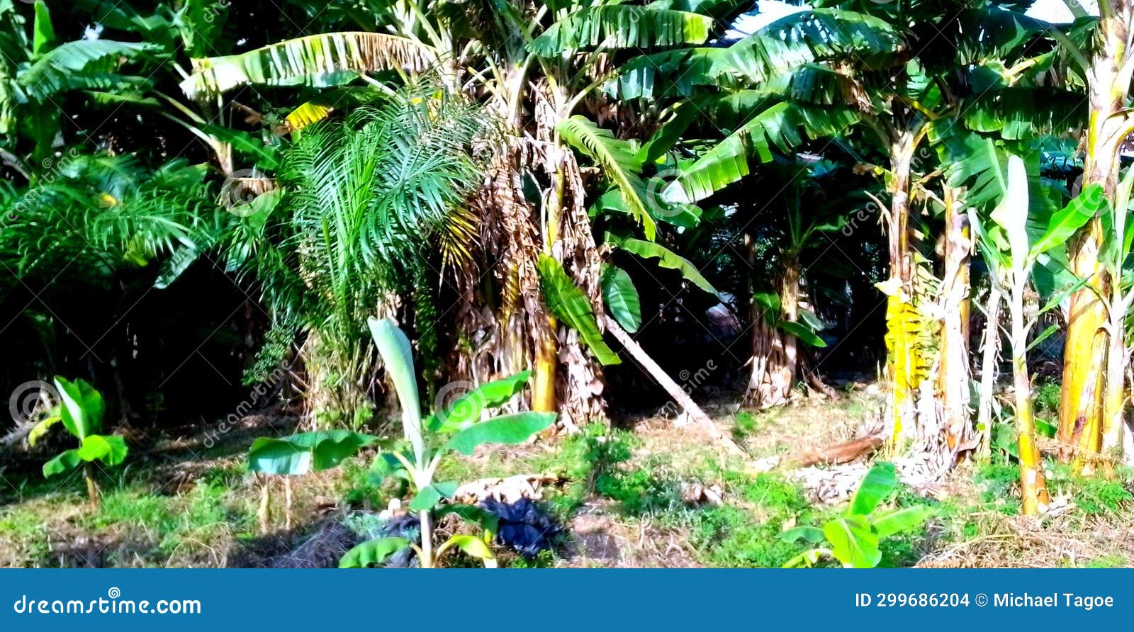 Banana Crop Growing in a Farm Stock Photo - Image of plantain, cluster ...
