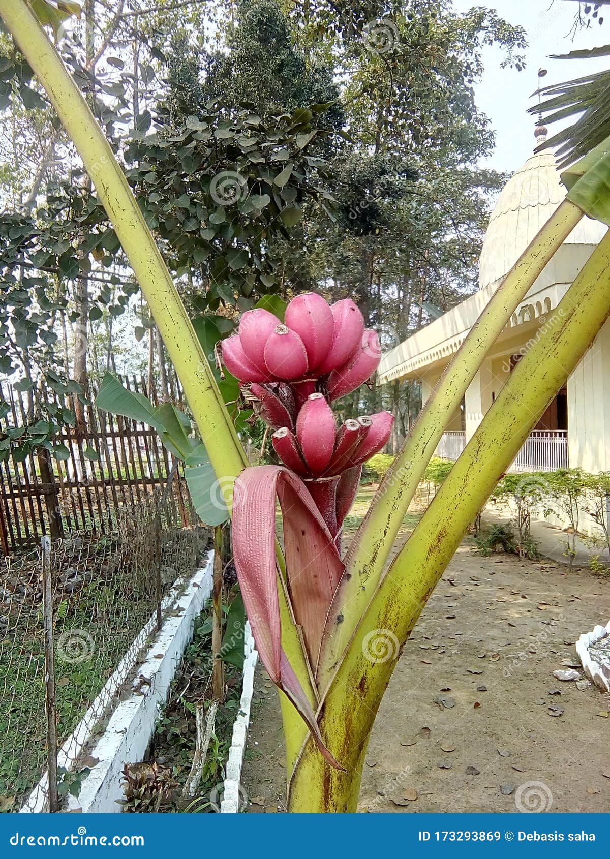 Banana in different color stock image. Image of banana - 173293869