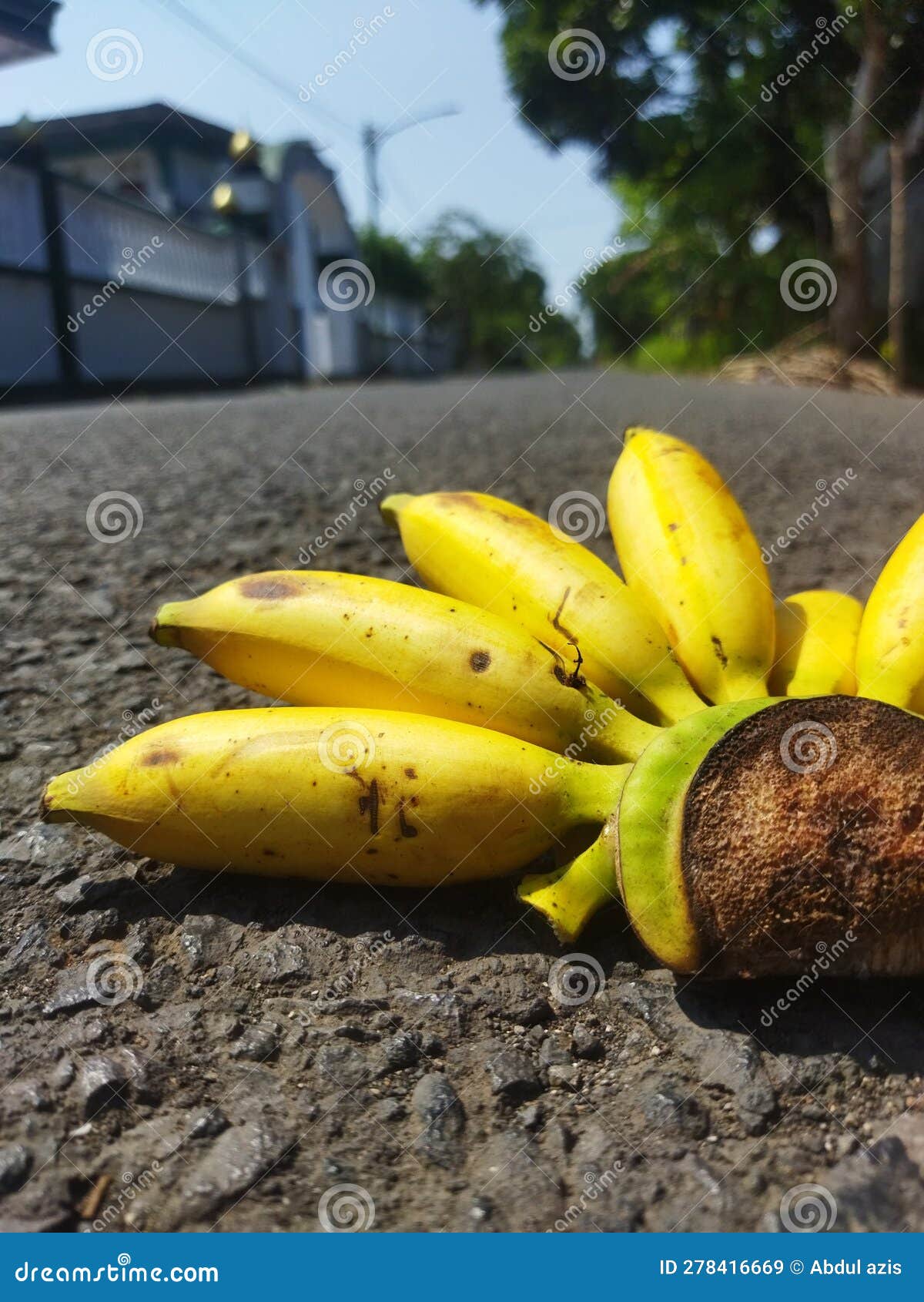 The Banana Fell on the Road but Was Not Damaged Stock Image - Image of ...
