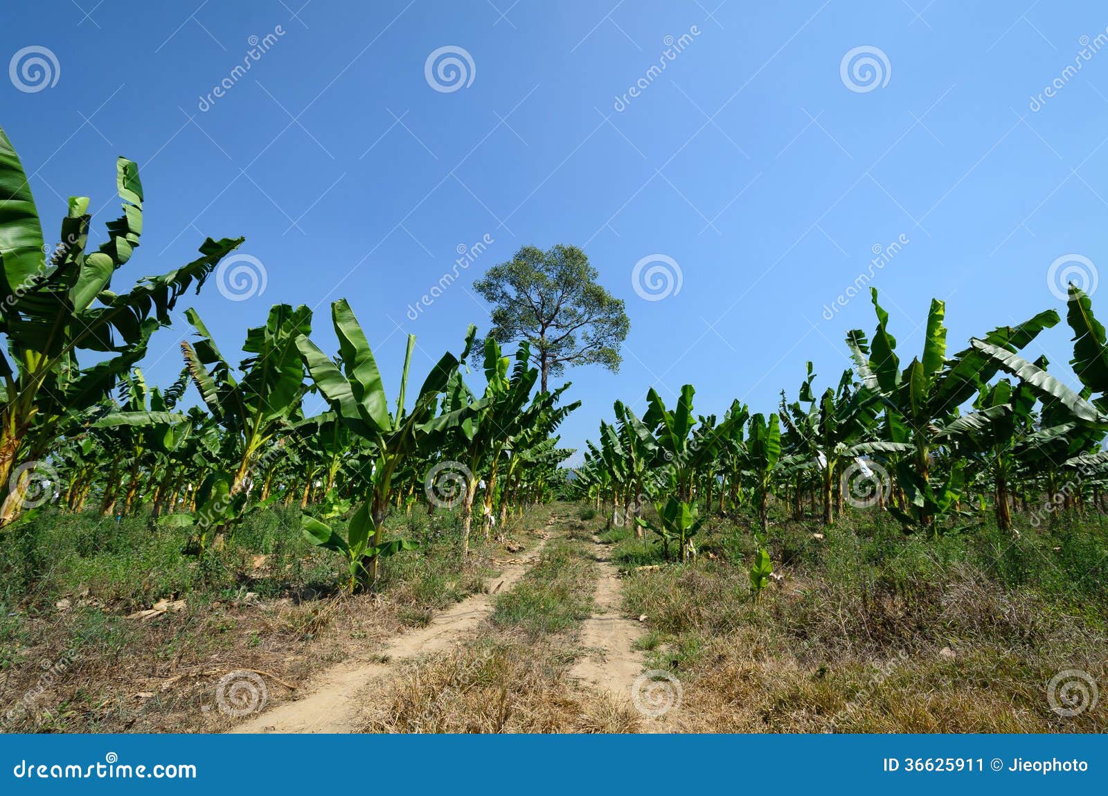 A banana field stock image. Image of fruit, grow, banana - 36625911