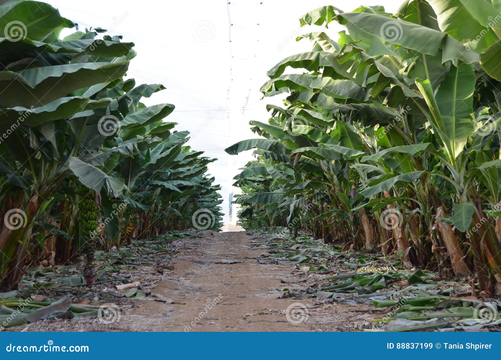 Banana Field in the North of Israel Stock Image - Image of bags ...