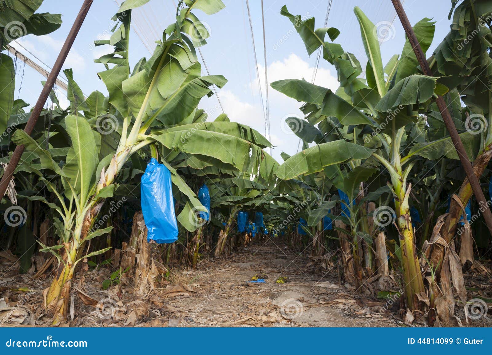 Banana field stock image. Image of balbisiana, herbaceous - 44814099