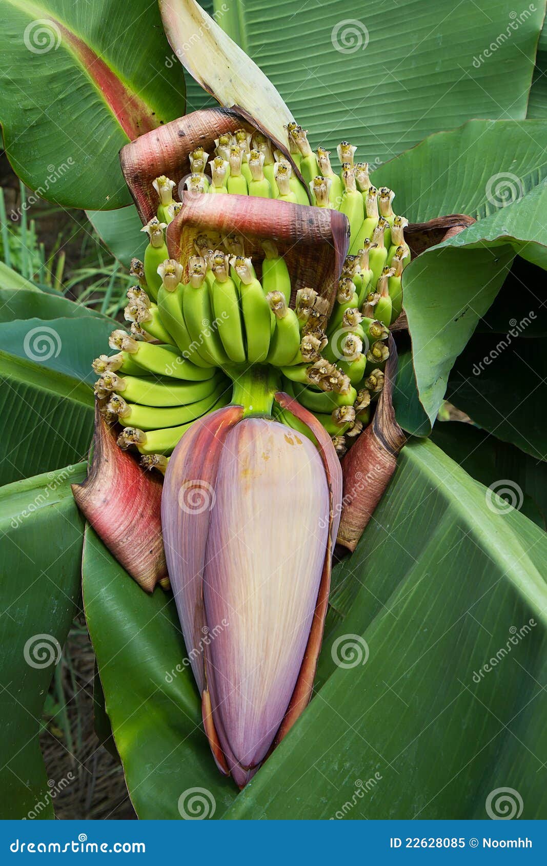 Banana flower stock image. Image of flavor, fresh, botanic - 22628085