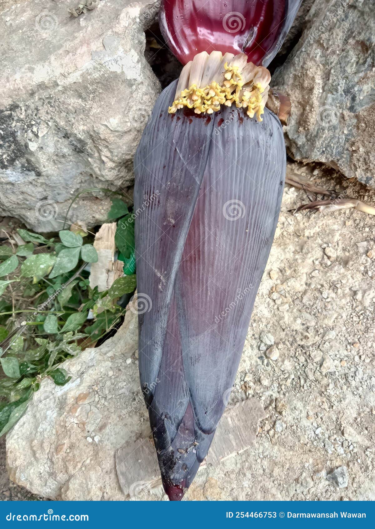 Banana Flower in Bloom with Red Banana Heart Stock Image - Image of ...