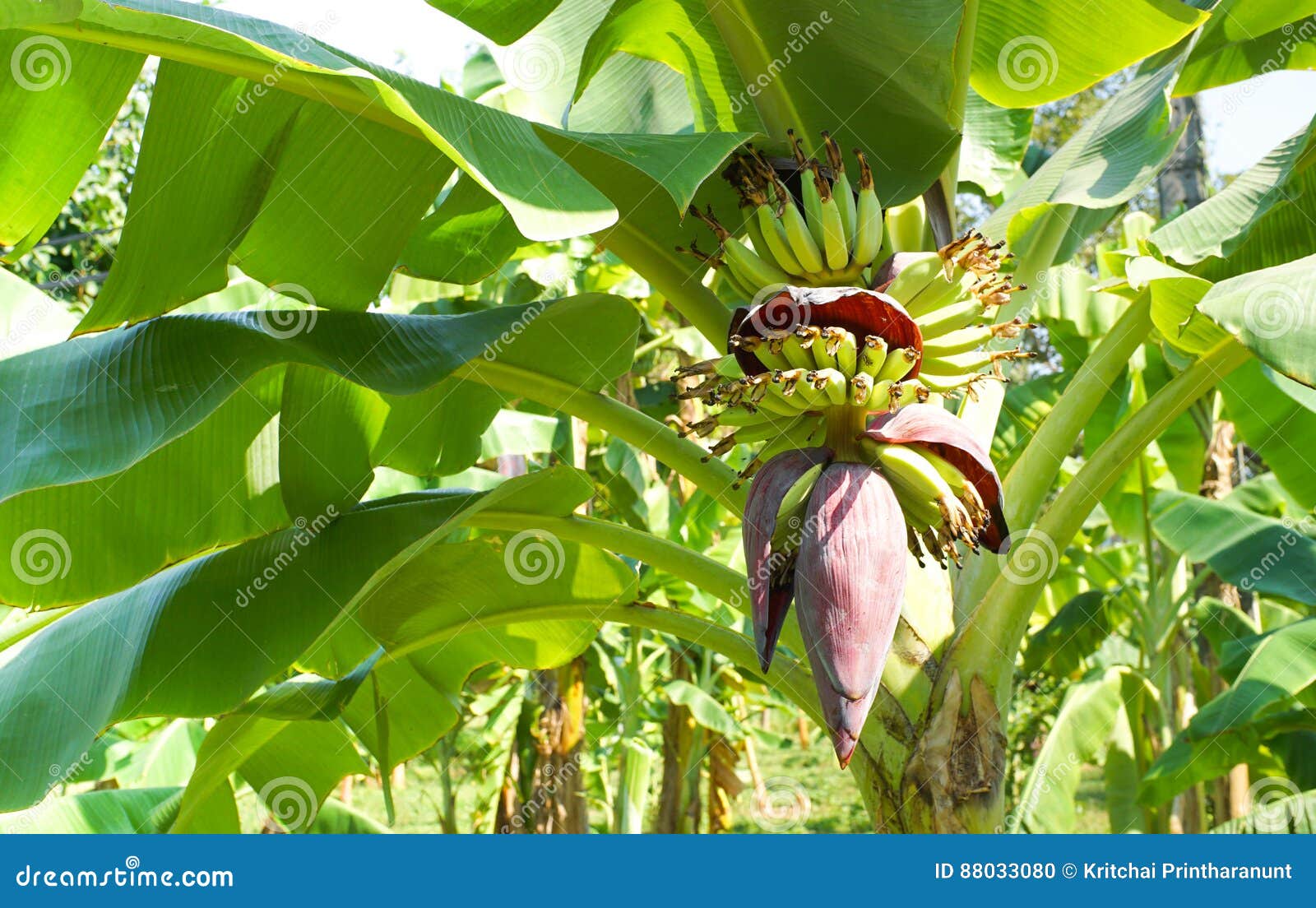 Banana flower stock photo. Image of bund, green, development - 88033080