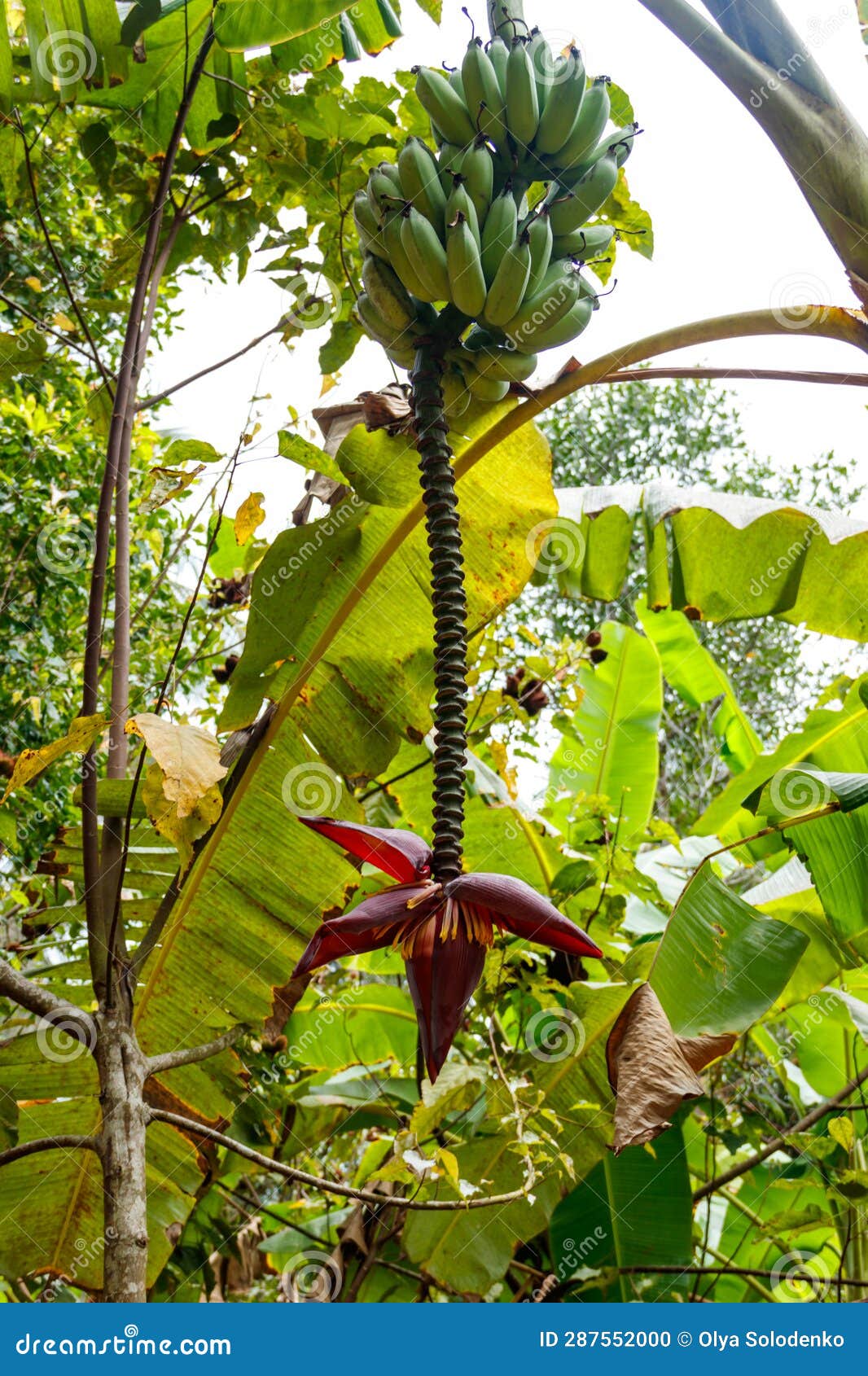 Banana Flower and Small Green Bananas Growing on Tree Stock Photo ...