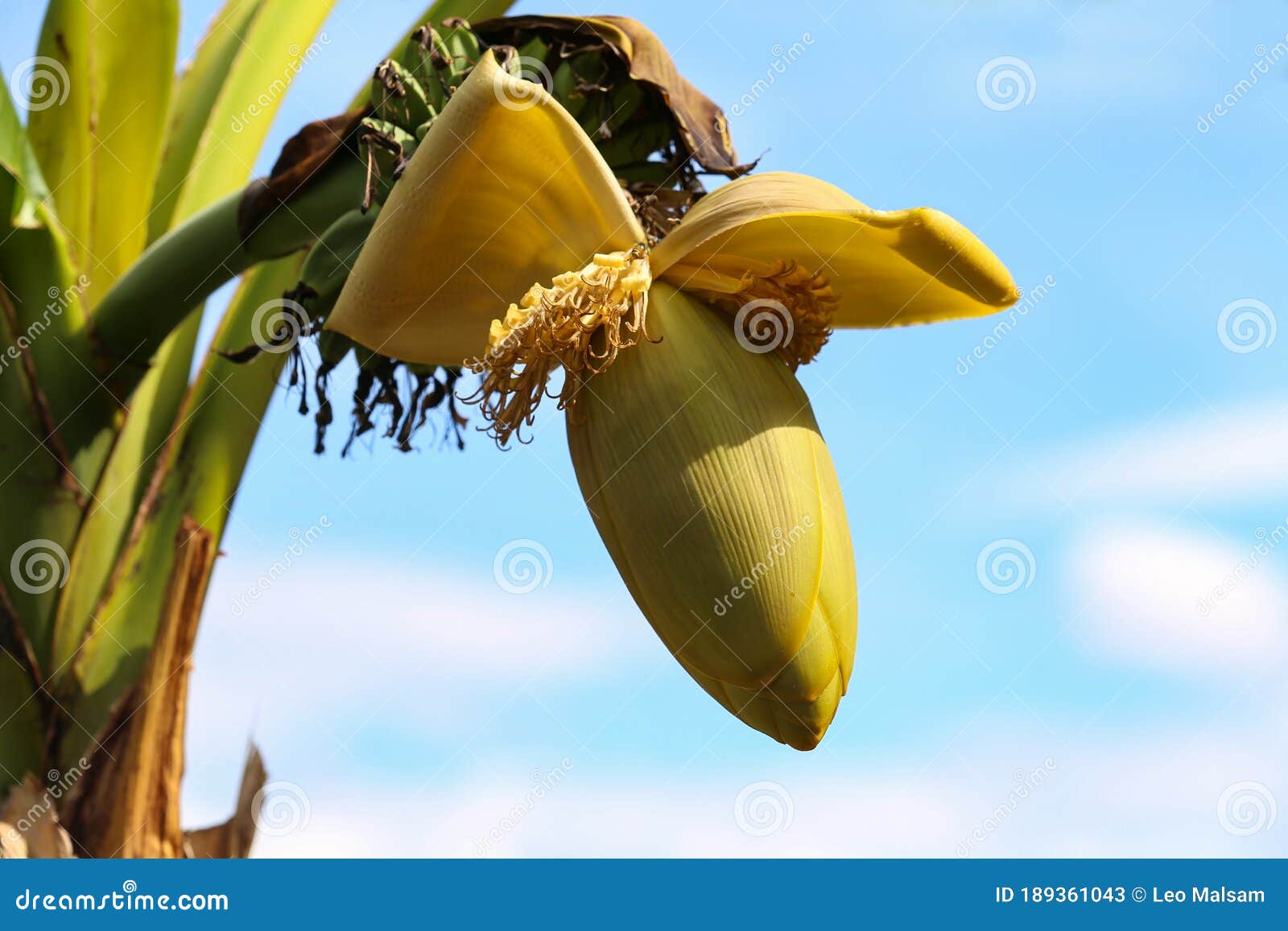 Banana Flower and Young Banana on Tree Stock Image - Image of harvest ...