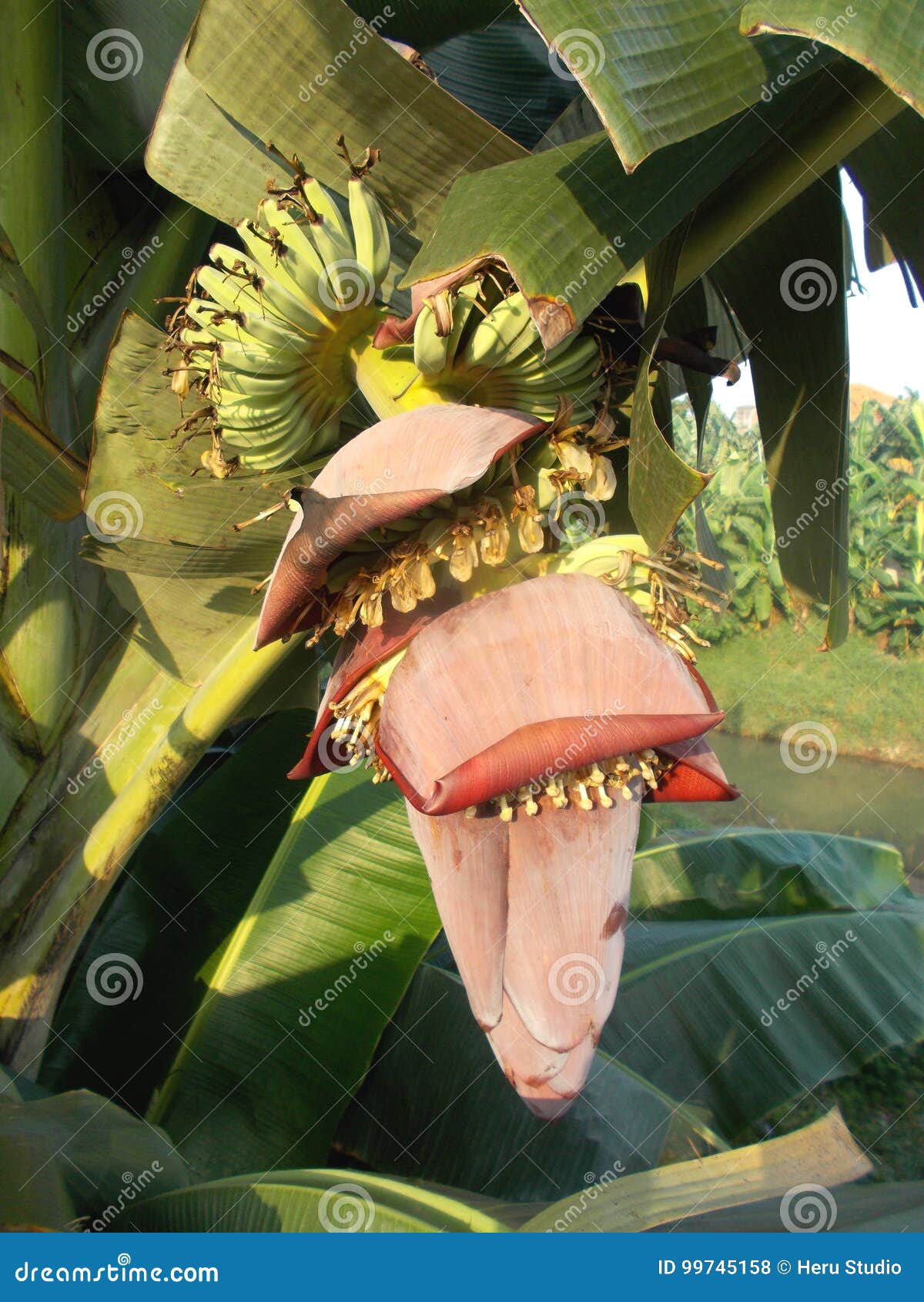 Banana flowers red saba stock photo. Image of eating - 99745158