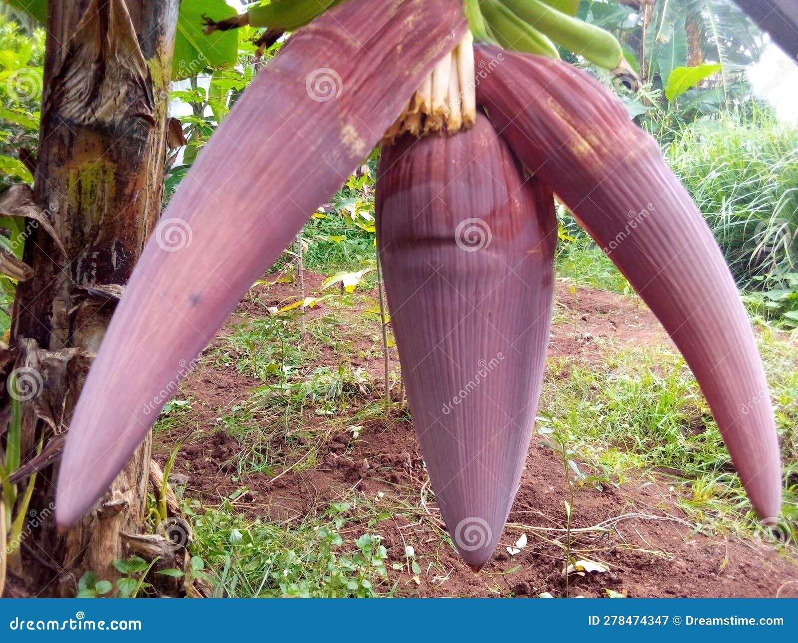 Banana Flowers Start To Bloom Stock Image - Image of flowers, bloom ...