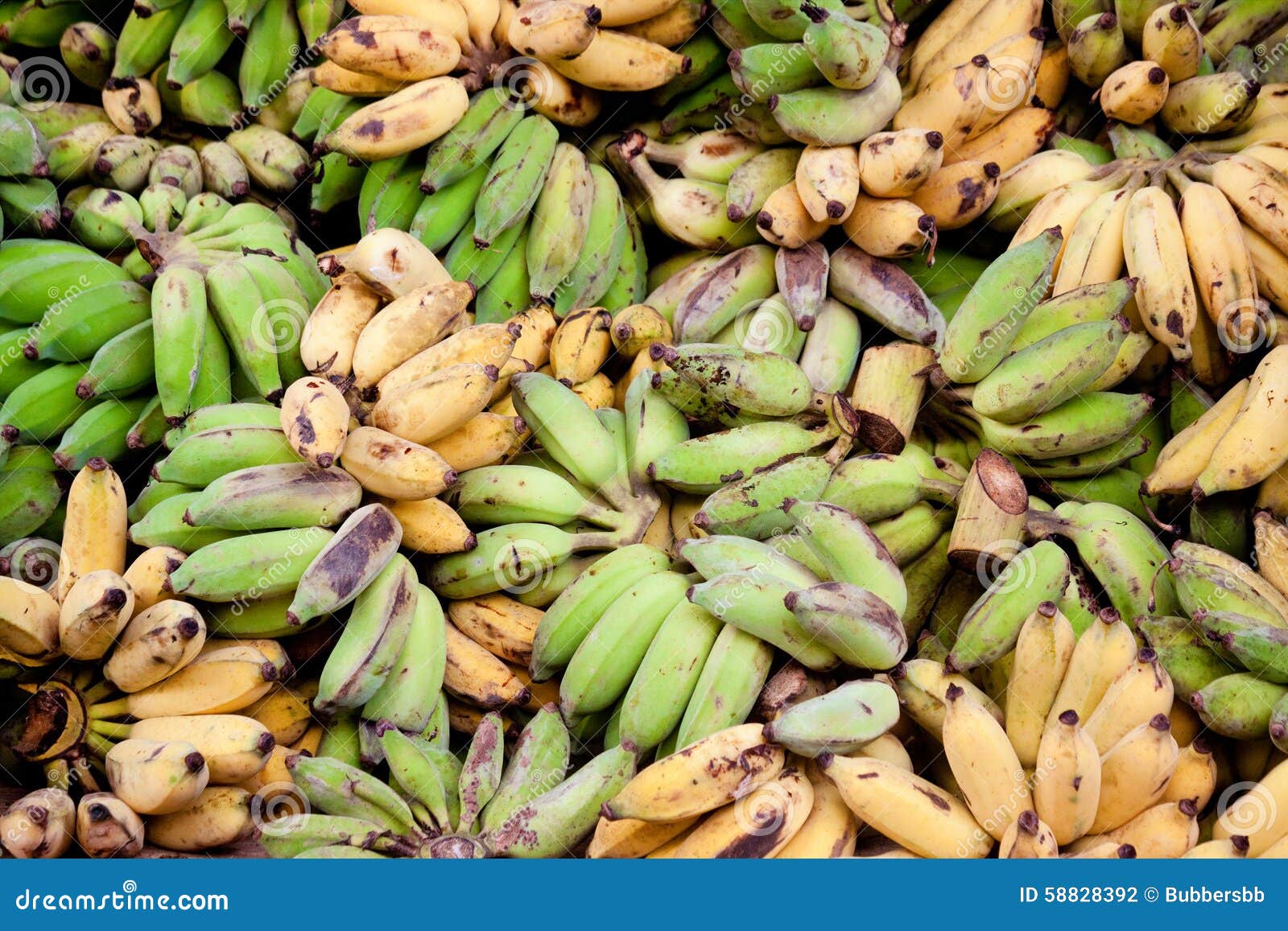 African Elephant Food