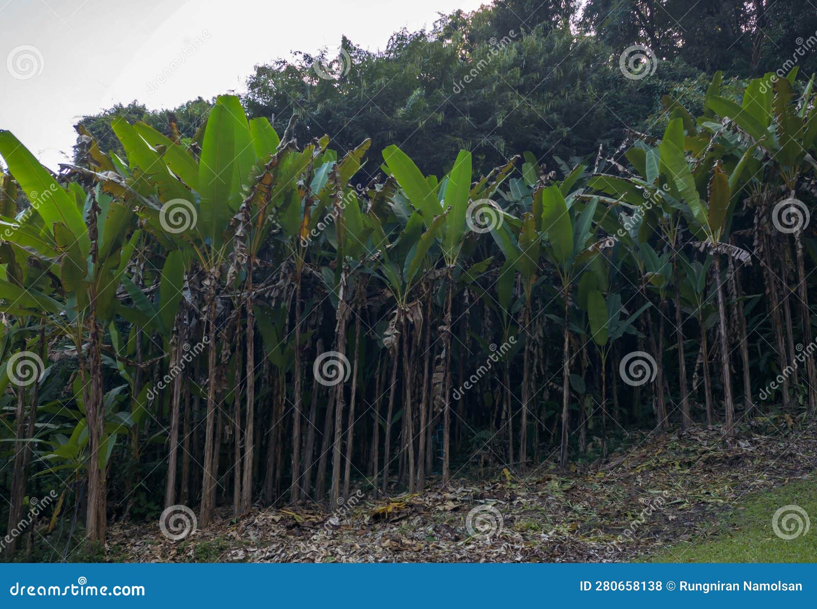 The Banana Forest is Characterized by Small and Tall Trunks Stock Photo ...