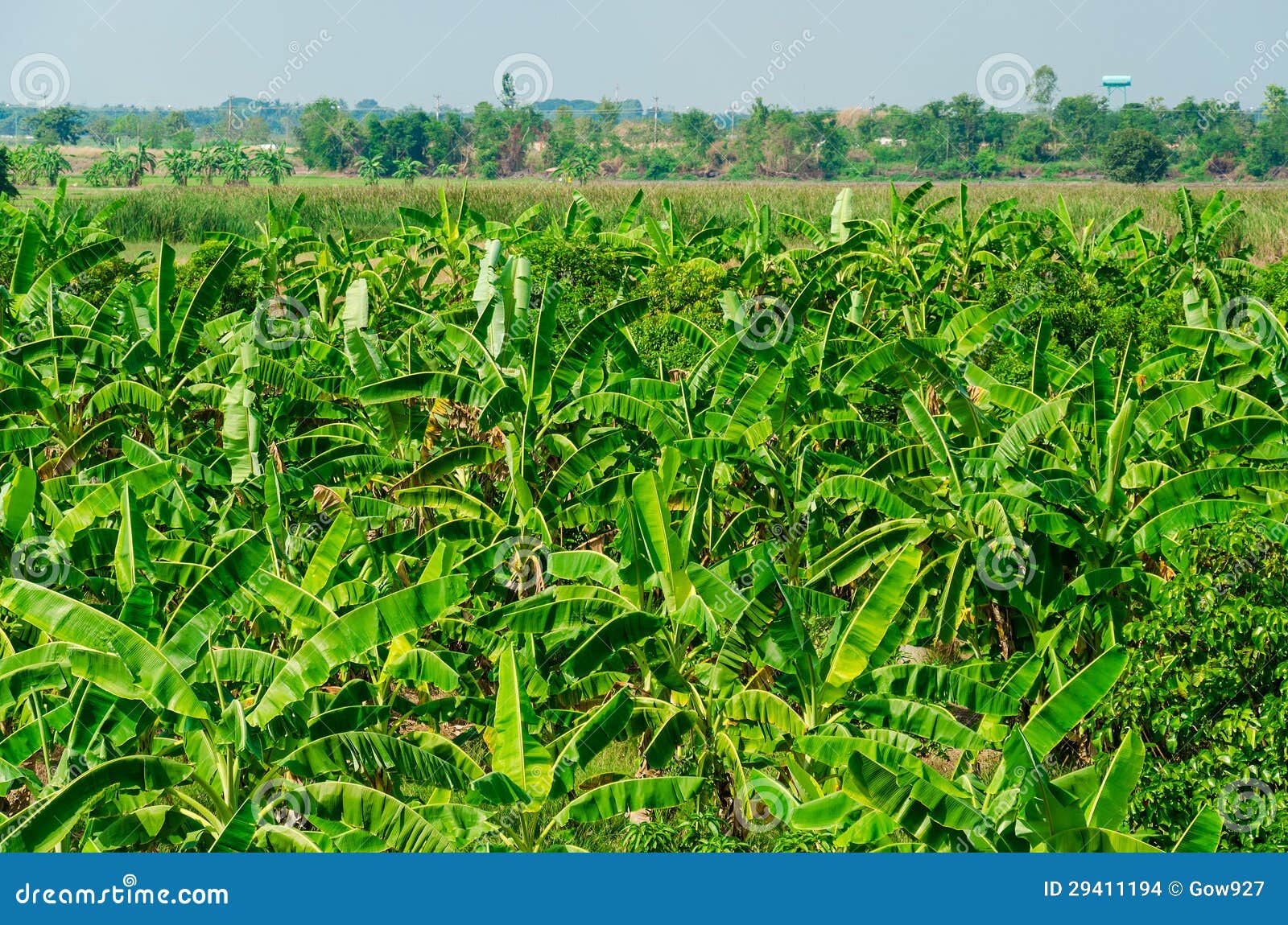 Banana Forest in Rural Area of Thailand Stock Photo - Image of botany ...