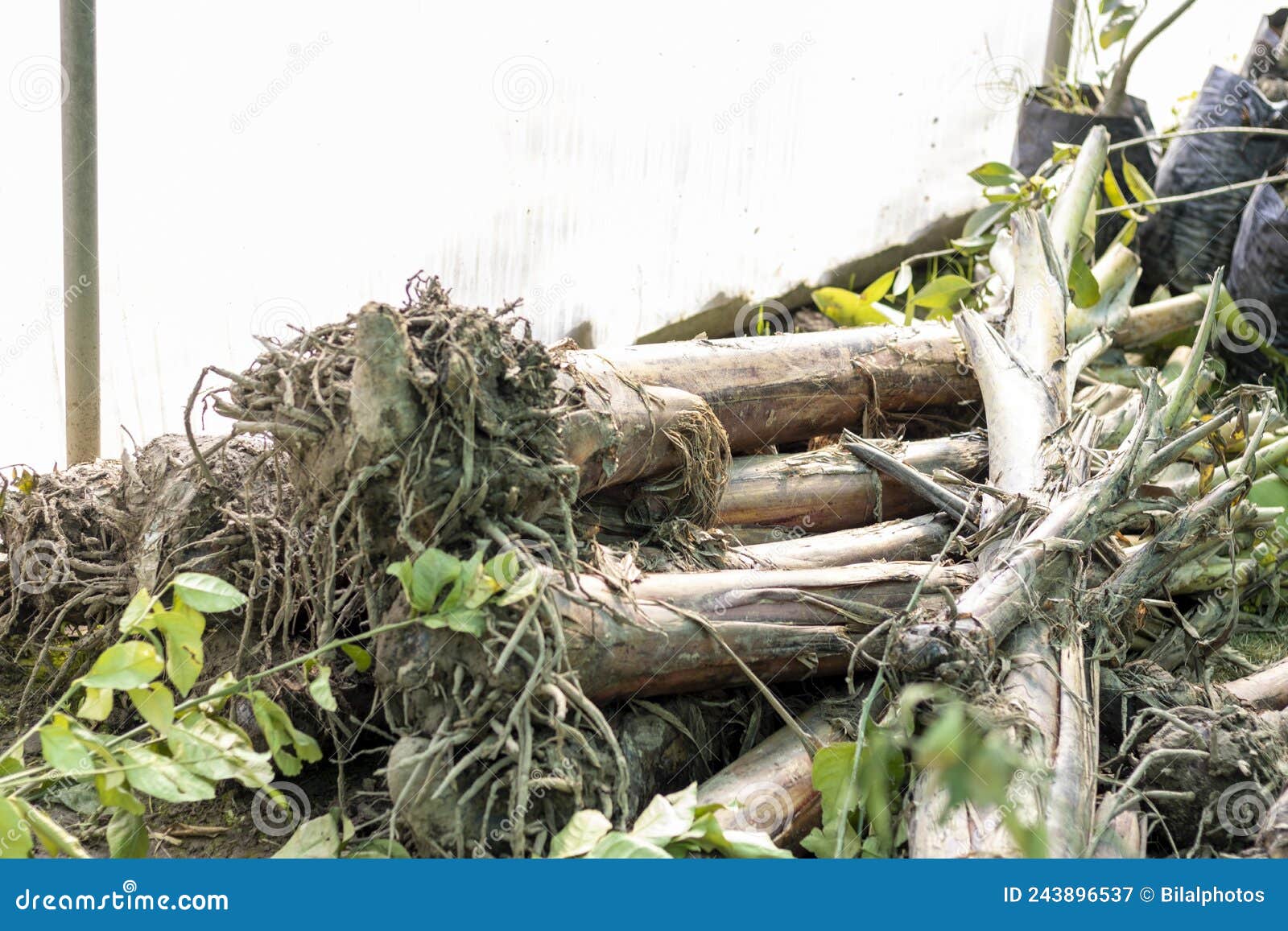 Banana Fruit Tree Bare Roots Plants Stock Image - Image of planting ...