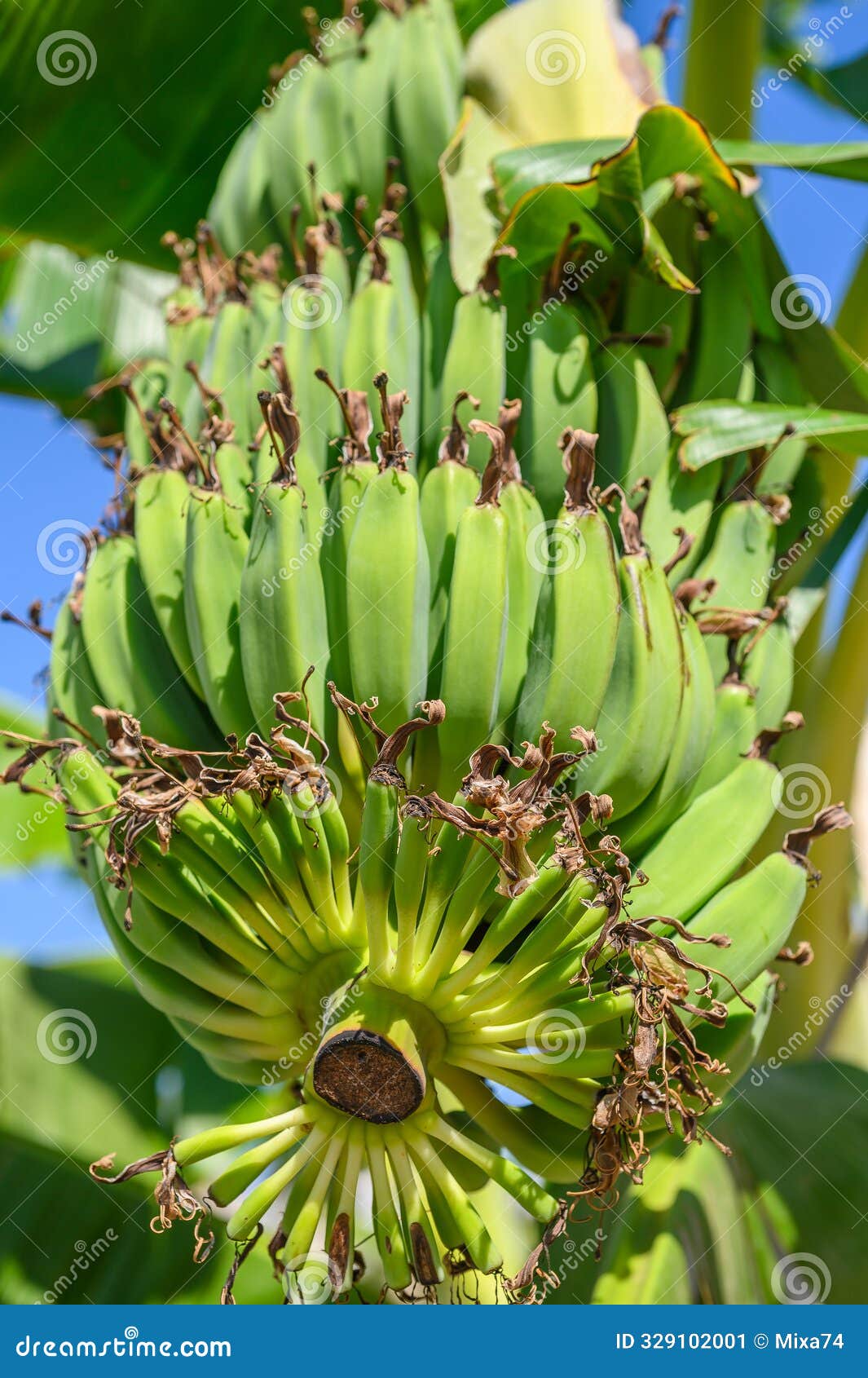 Banana Fruit Tree Nature Background Stock Image - Image of exotic ...