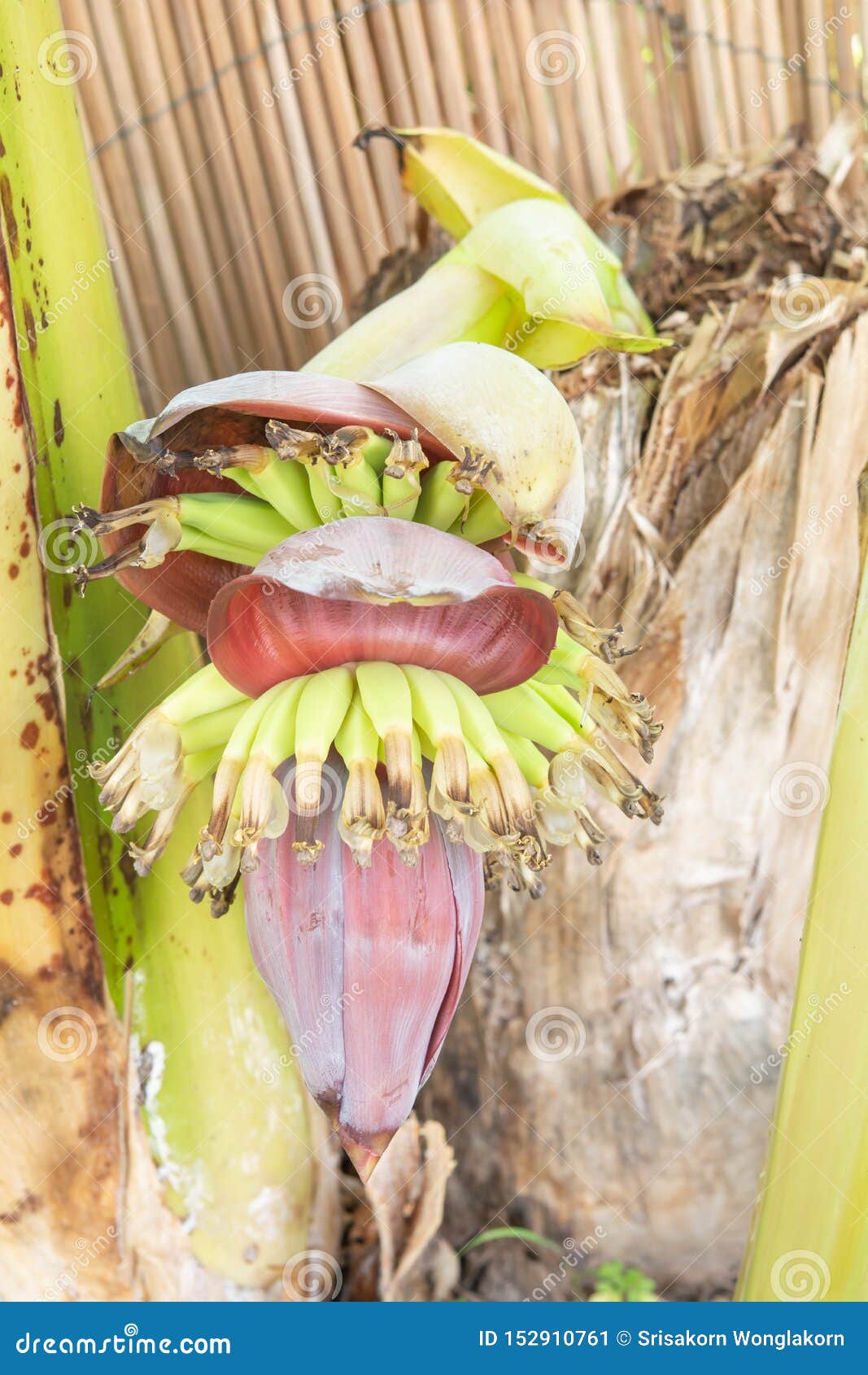 Banana Fruit in Trunk and Banana Strange. Stock Image - Image of trunk ...