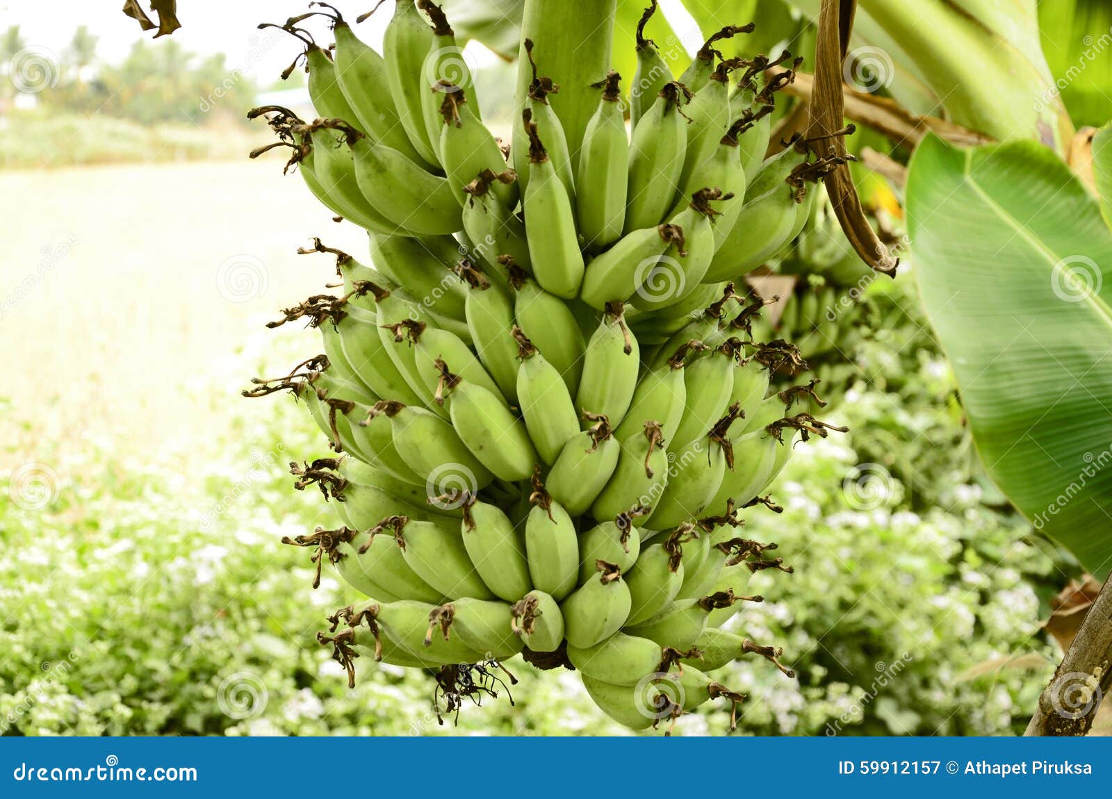 Banana fruits on the tree stock image. Image of healthy - 59912157