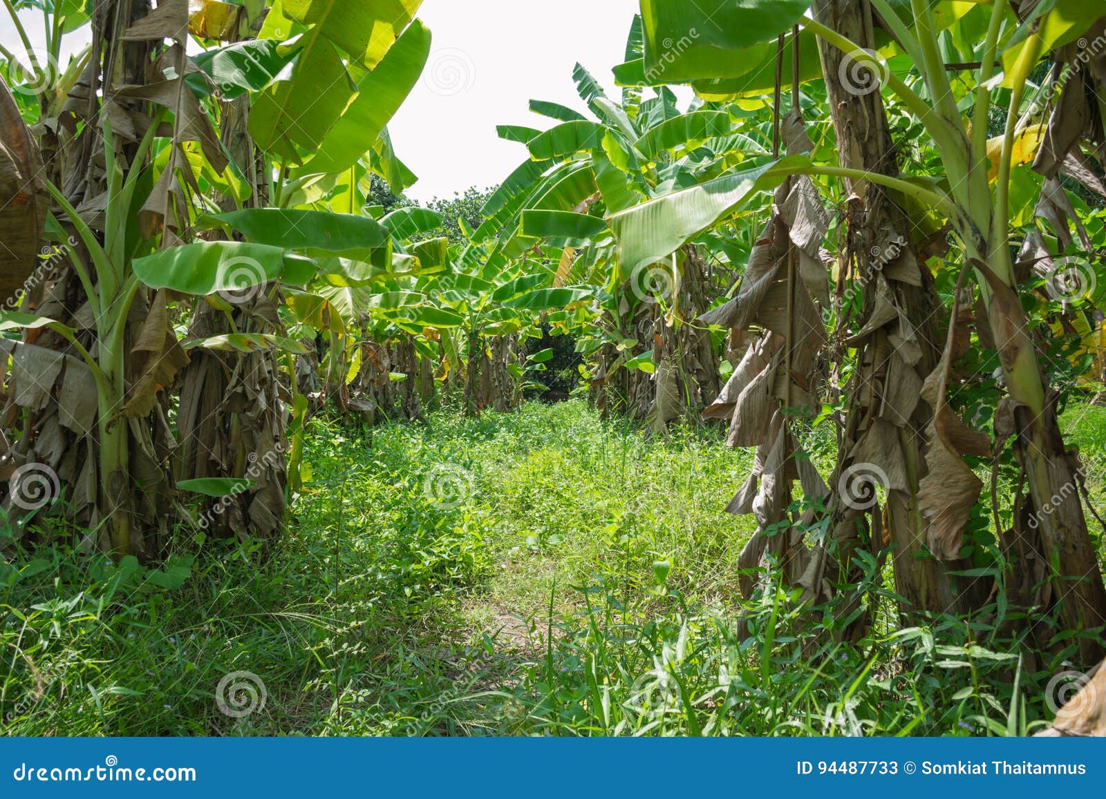 Banana garden stock image. Image of blue, outdoor, color - 94487733
