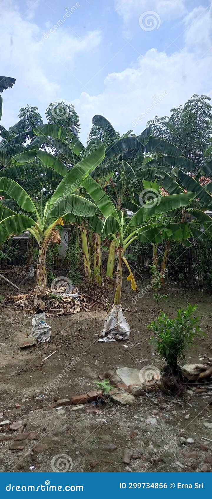 The Banana Garden in the Yard is Growing Well Stock Photo - Image of ...