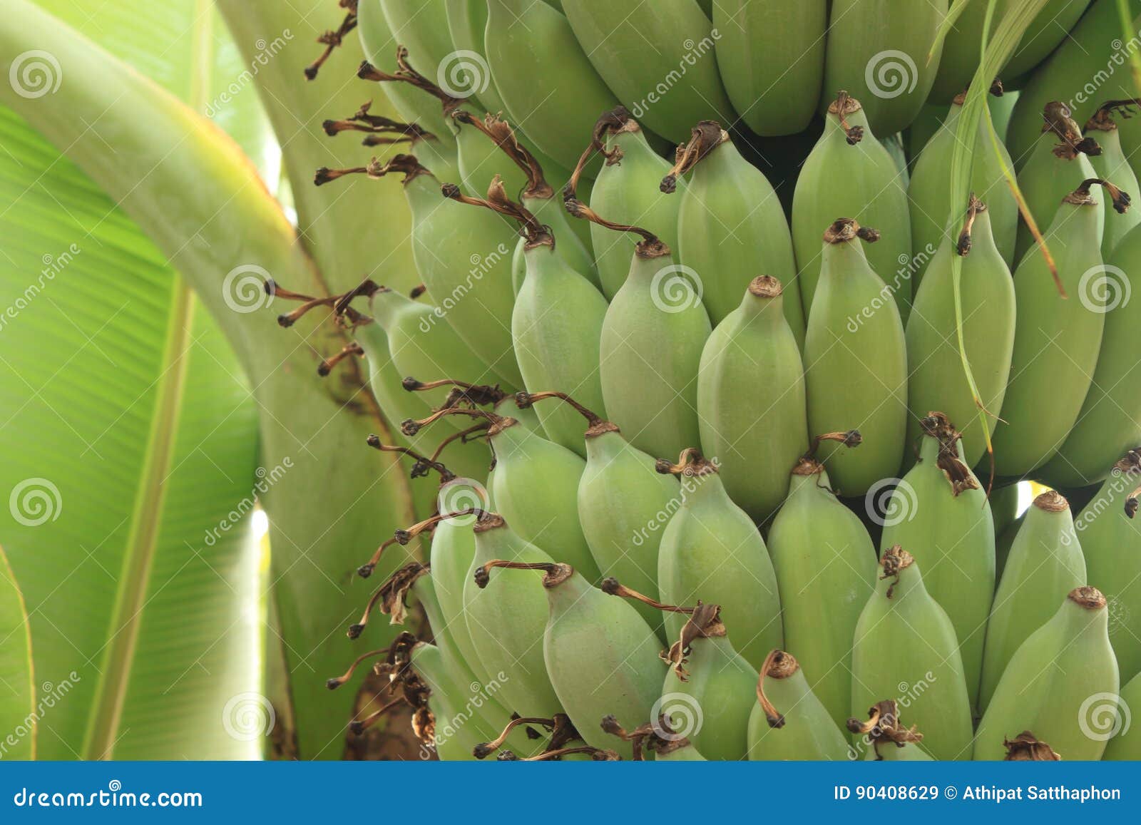 Banana stock image. Image of green, fruit, smelly, texture - 90408629