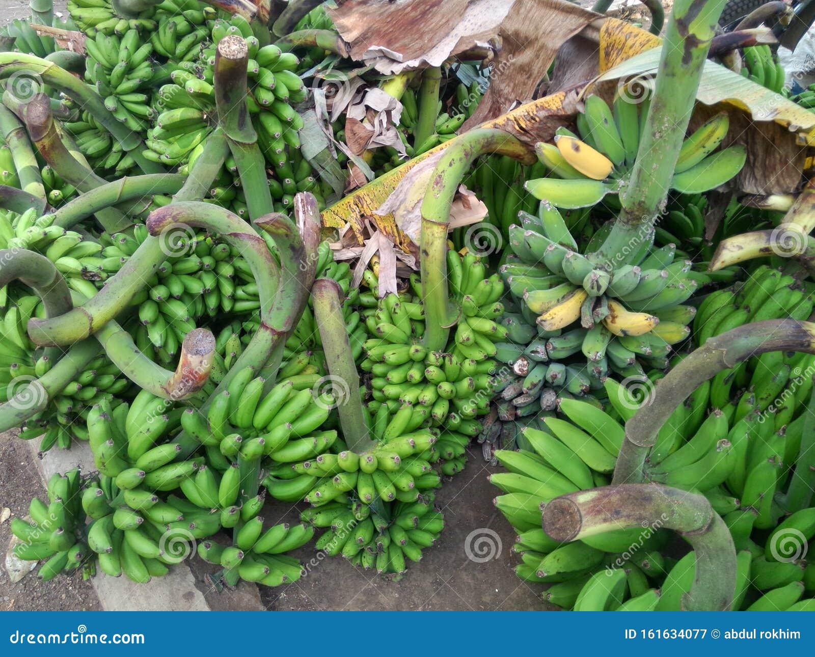 BANANA stock image. Image of plant, fresh, banana, tree - 161634077