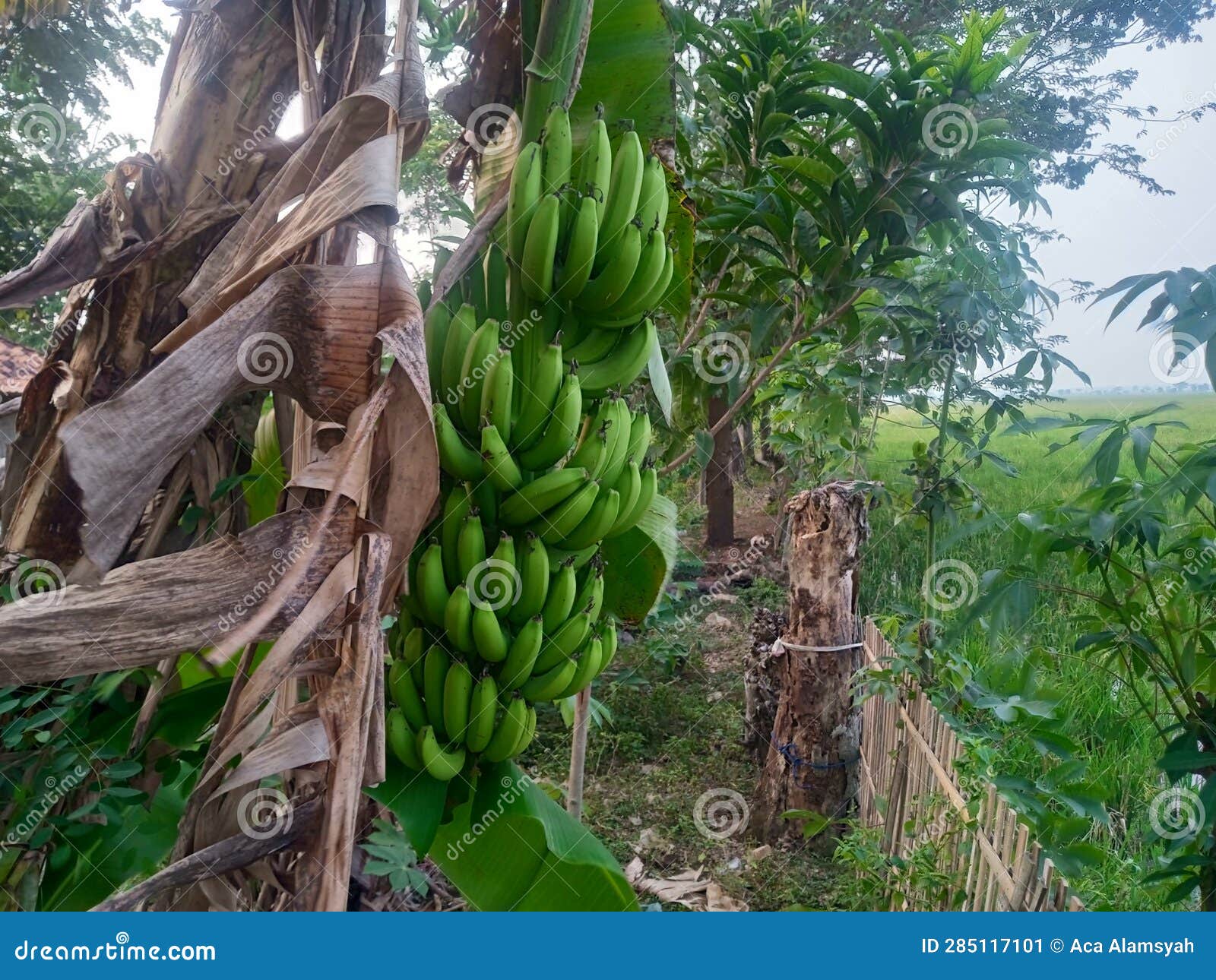 This Banana Grows in the Yard and Bananas are Also a Food Ingredient ...