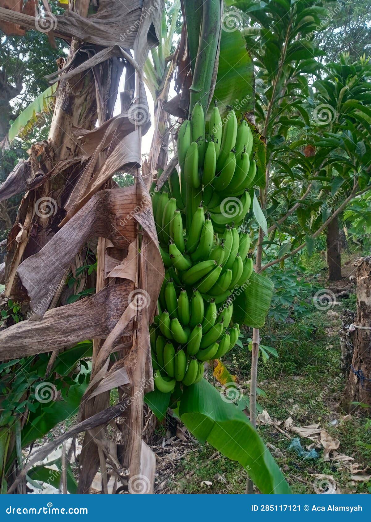 This Banana Grows in the Yard and Bananas are Also a Food Ingredient ...