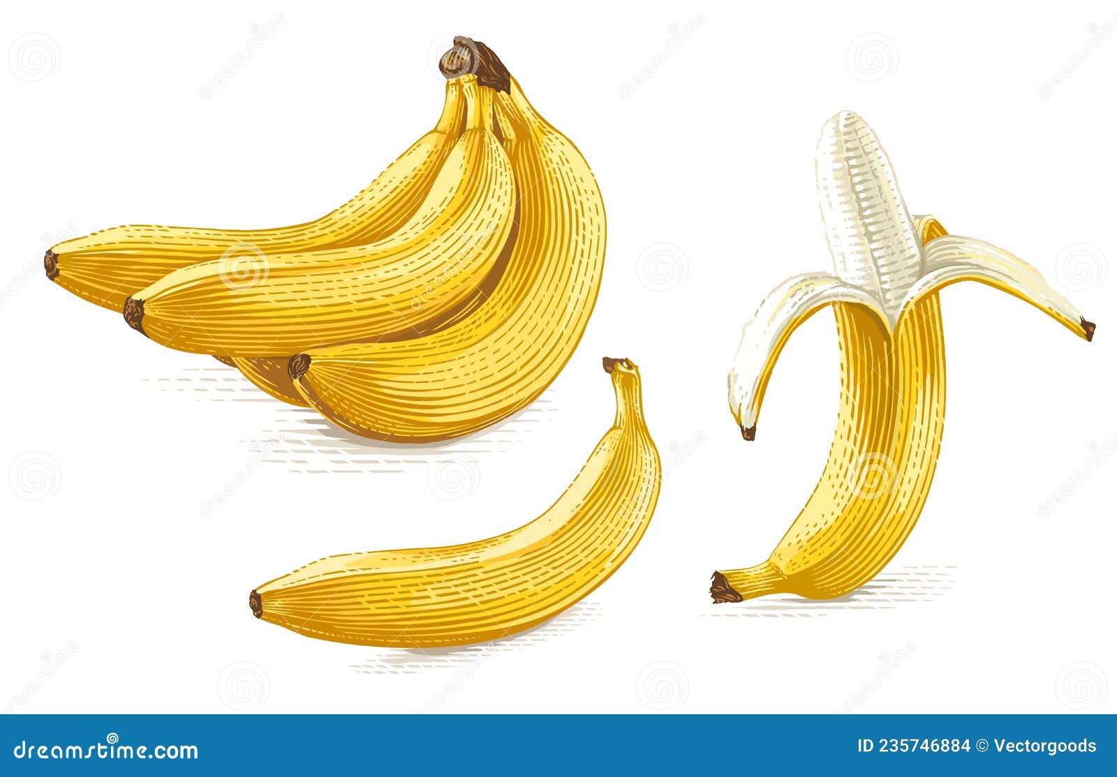 Banana Hand Drawing Sketch Engraving Illustration Style Stock Vector ...