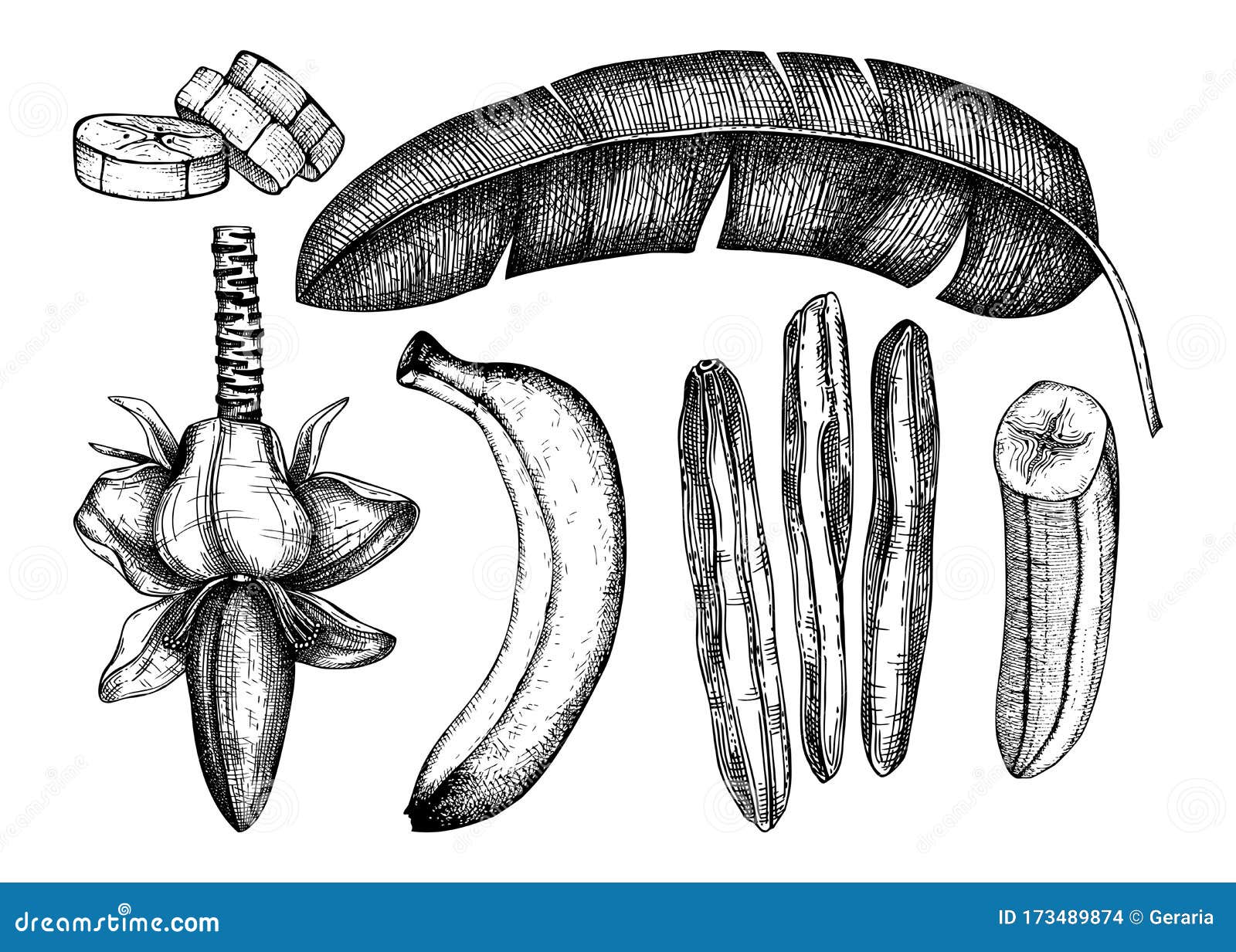 Banana Hand Drawn Illustrations Set. Banana Flower, Fresh And Dried ... Banana Hand Drawn Illustrations Set. Banana Flower, Fresh And Dried ...