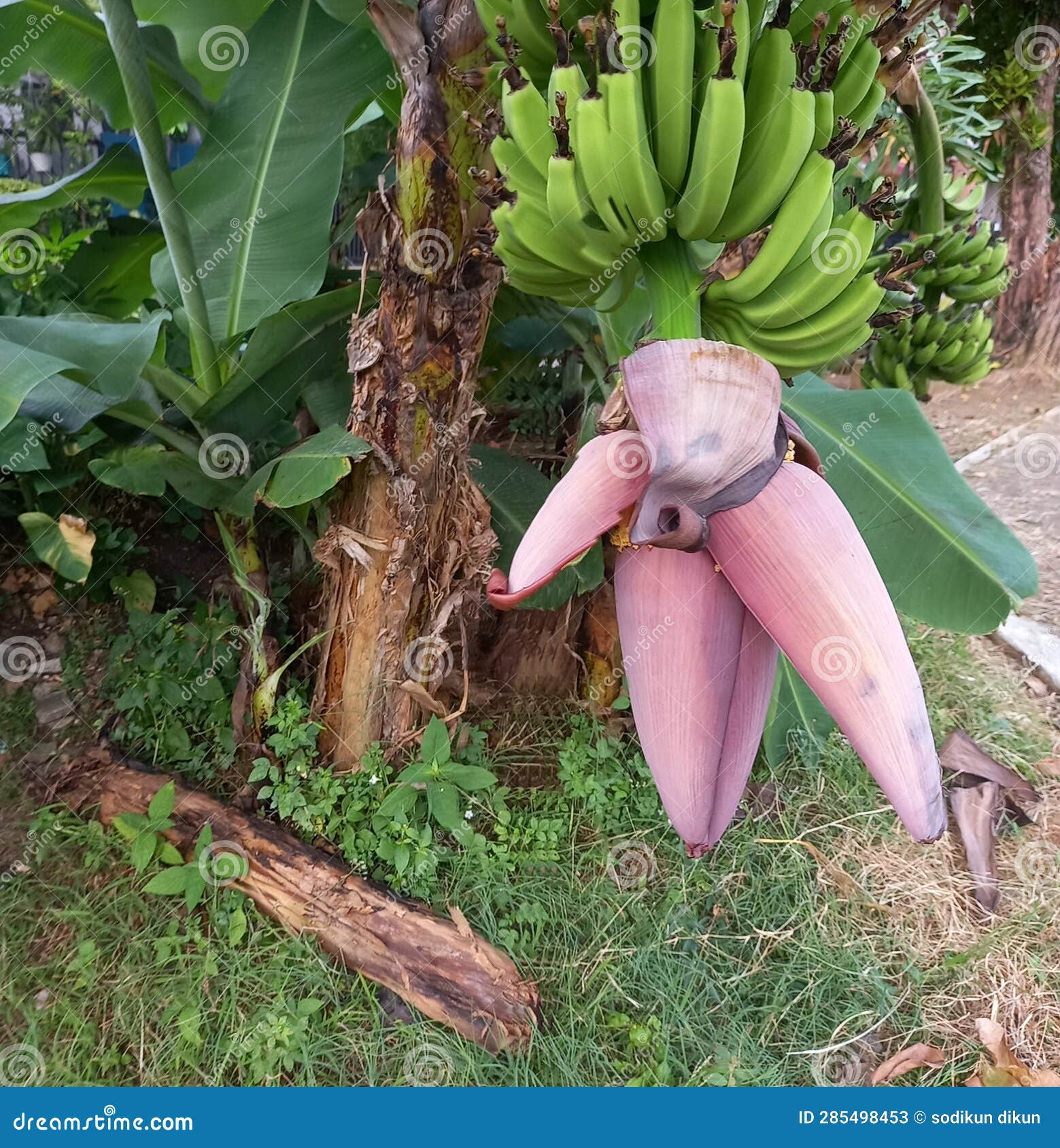 Banana heart stock image. Image of heartbanana, banana - 285498453