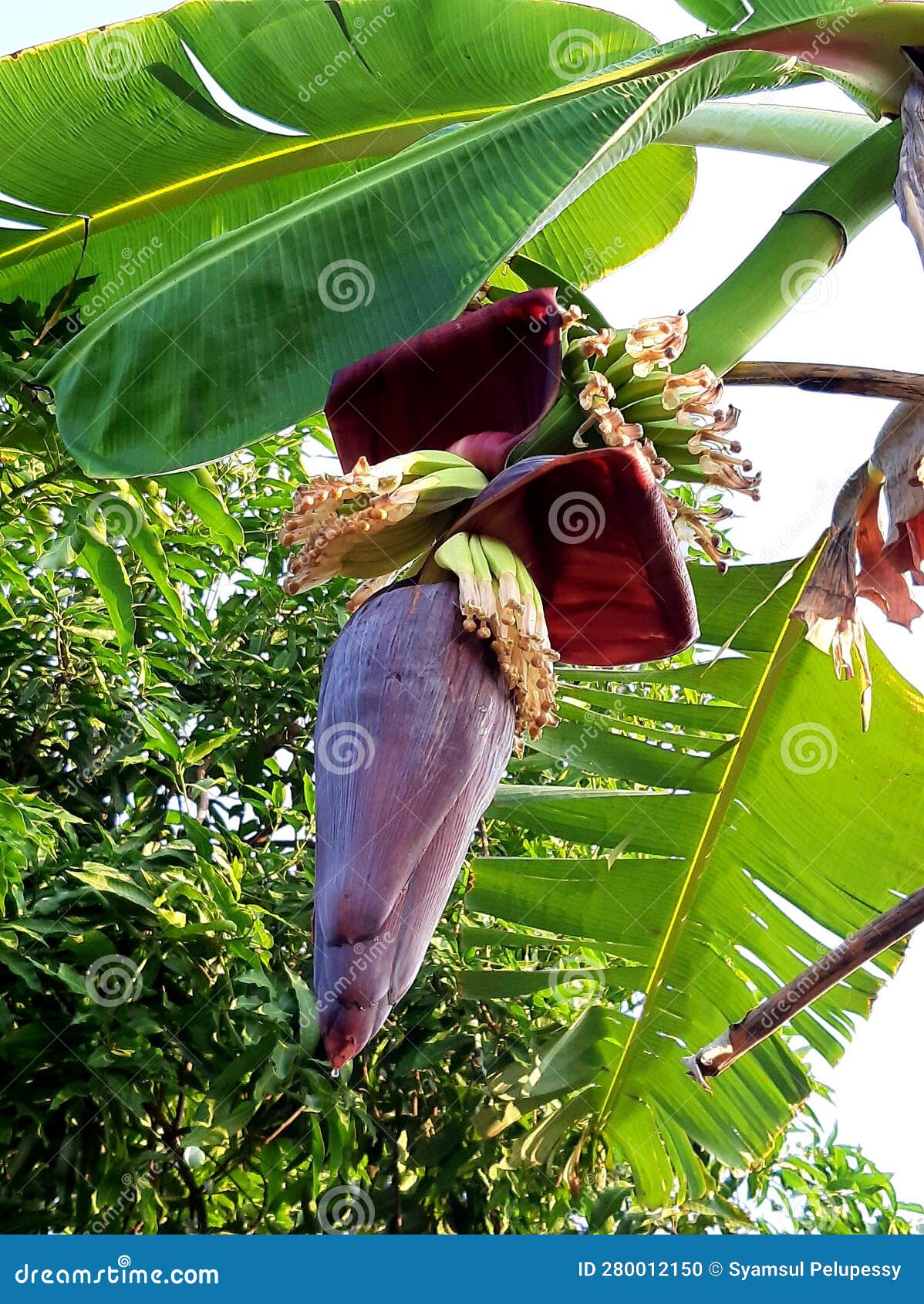 Banana Heart or Banana Flower Which Will Become Fruit Stock Photo ...