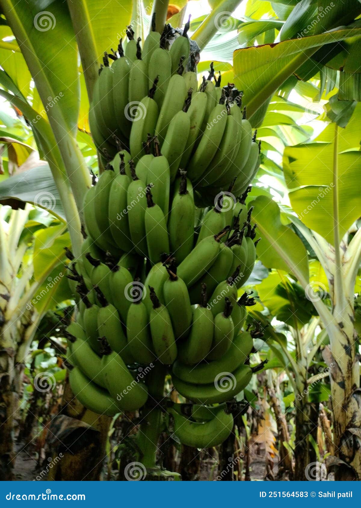 Banana in India farming stock image. Image of fruit - 251564583